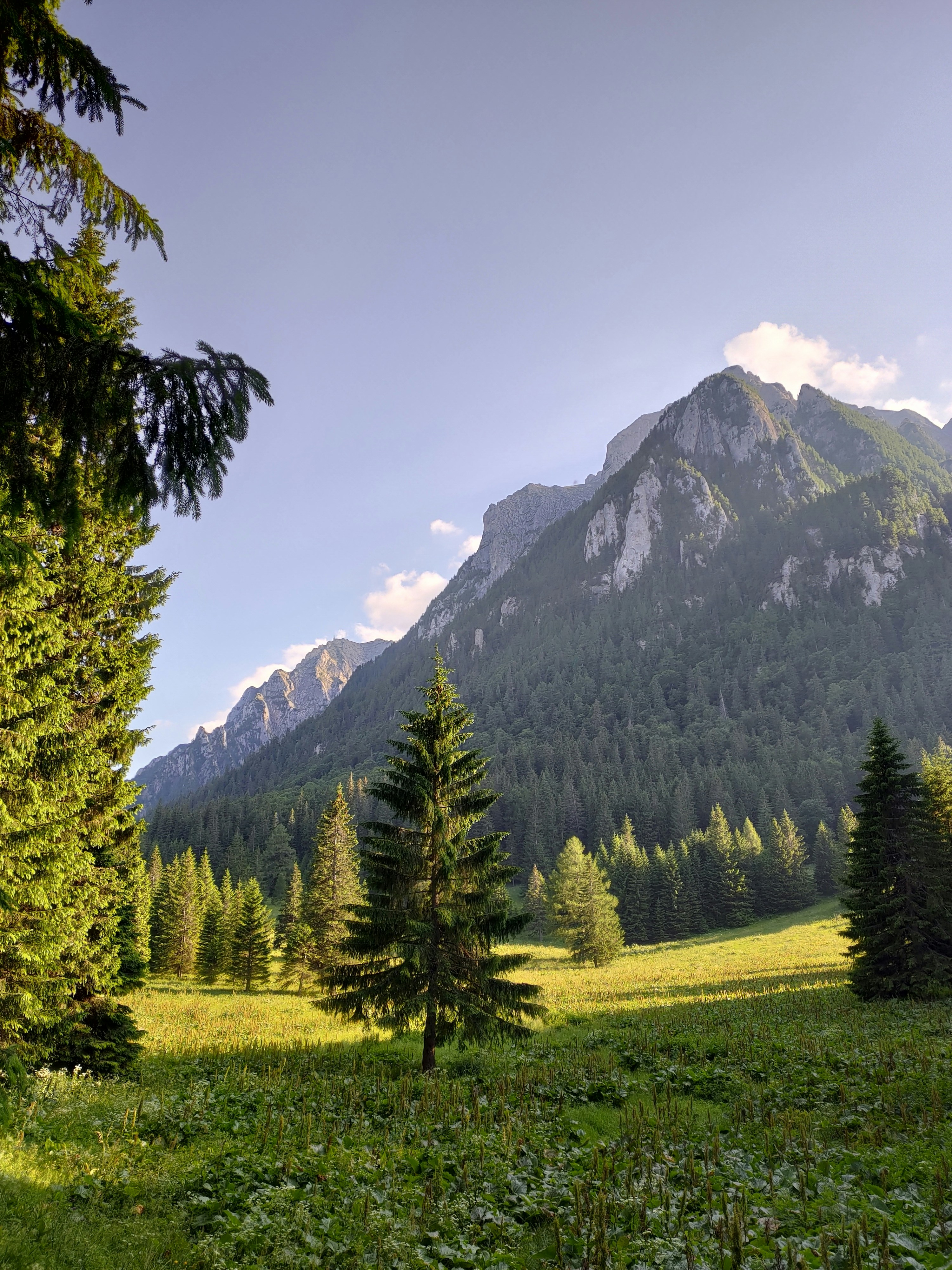 Sunlit alpine meadow dotted with pines stretches toward rugged peaks under a clear blue sky.