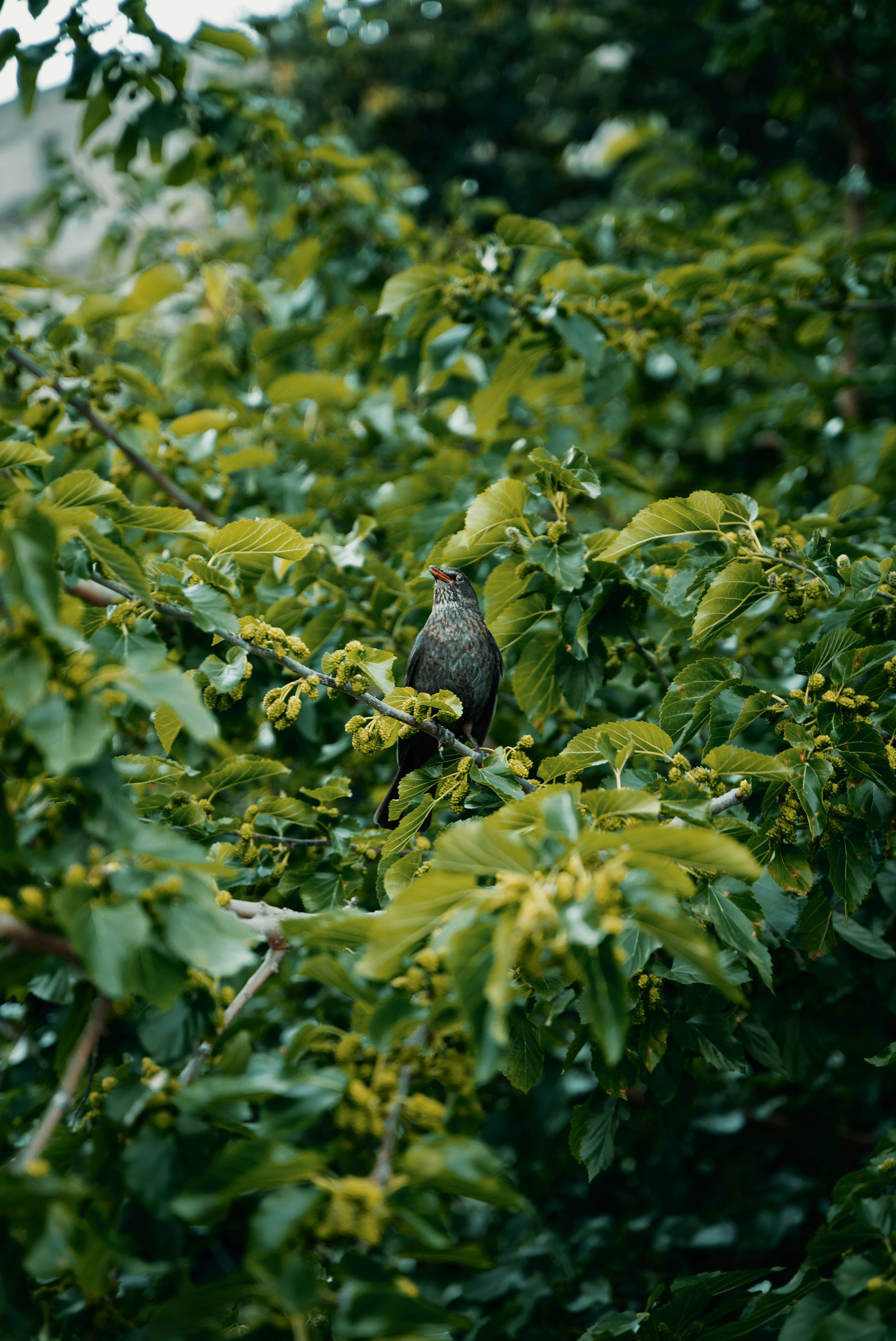 A bird perched among lush green leaves, surrounded by budding fruit. The scene captures the harmony of wildlife and foliage.