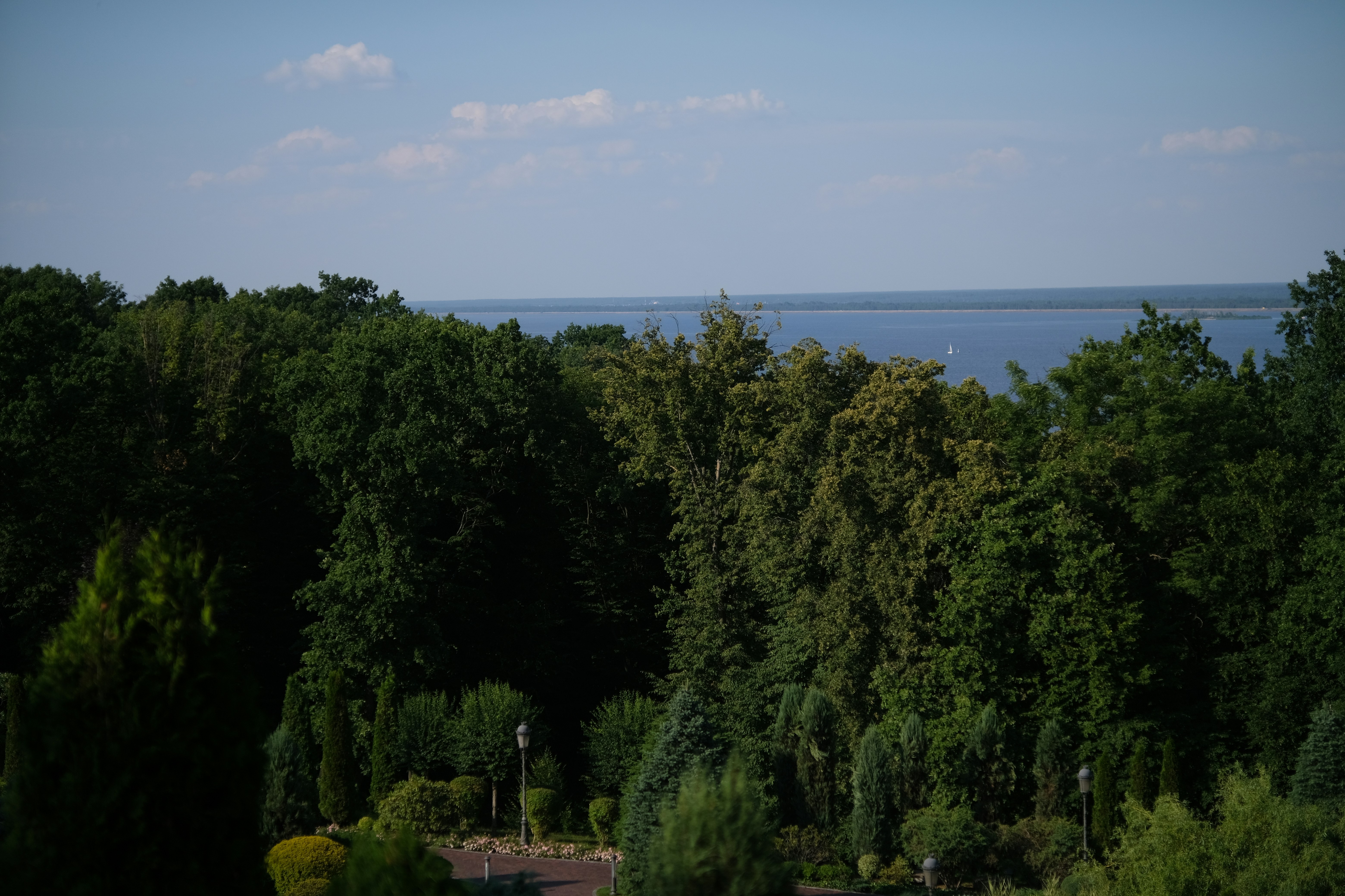 Horizon Between Pines: Lake Quietness Framed by a Canopy