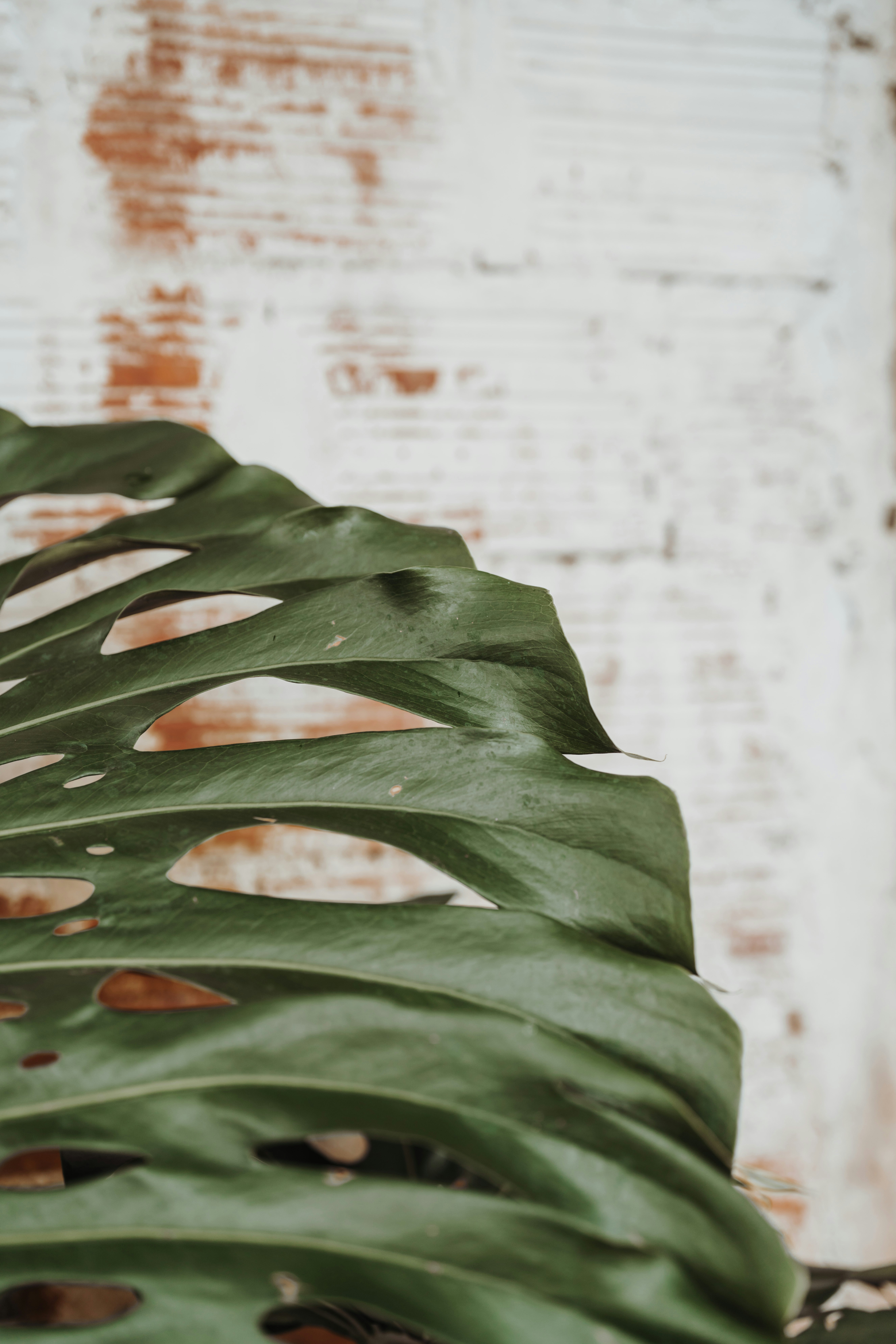 Frond in Focus: A Monstera Leaf Draped Against a Textured Wall
