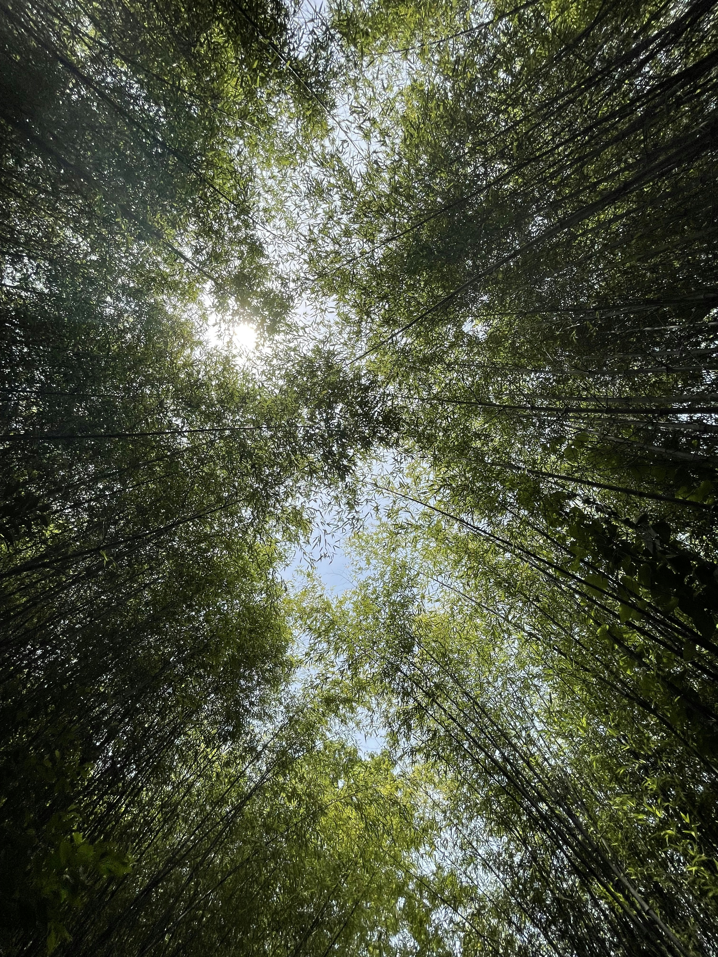 Worms eye view of green trees during daytime photo – Free United states ...