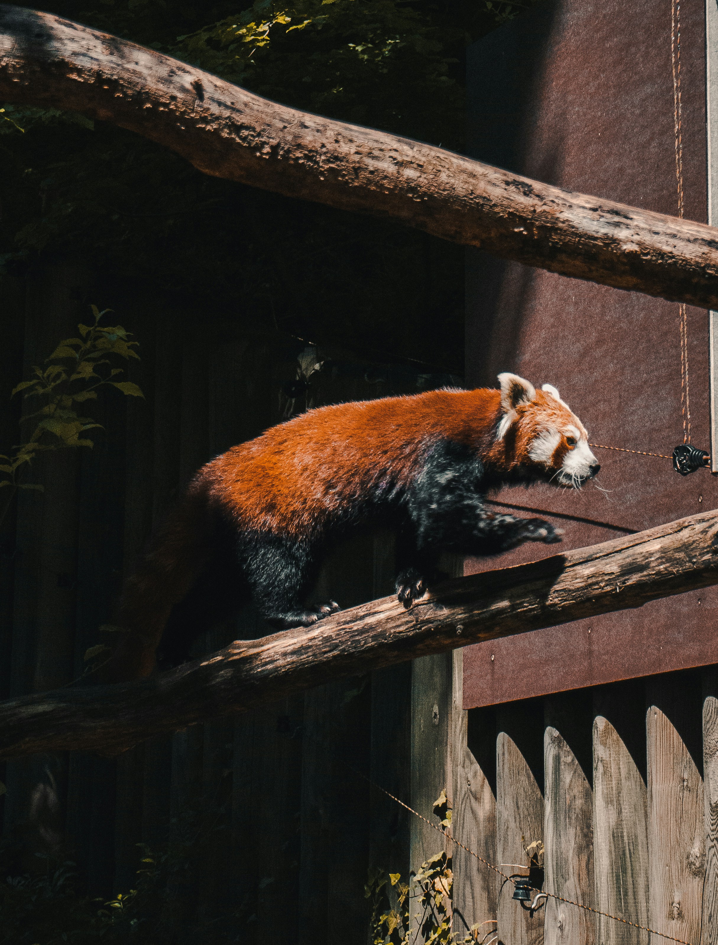Red panda navigating a branch in a sunlit enclosure, showcasing its playful nature and agility.