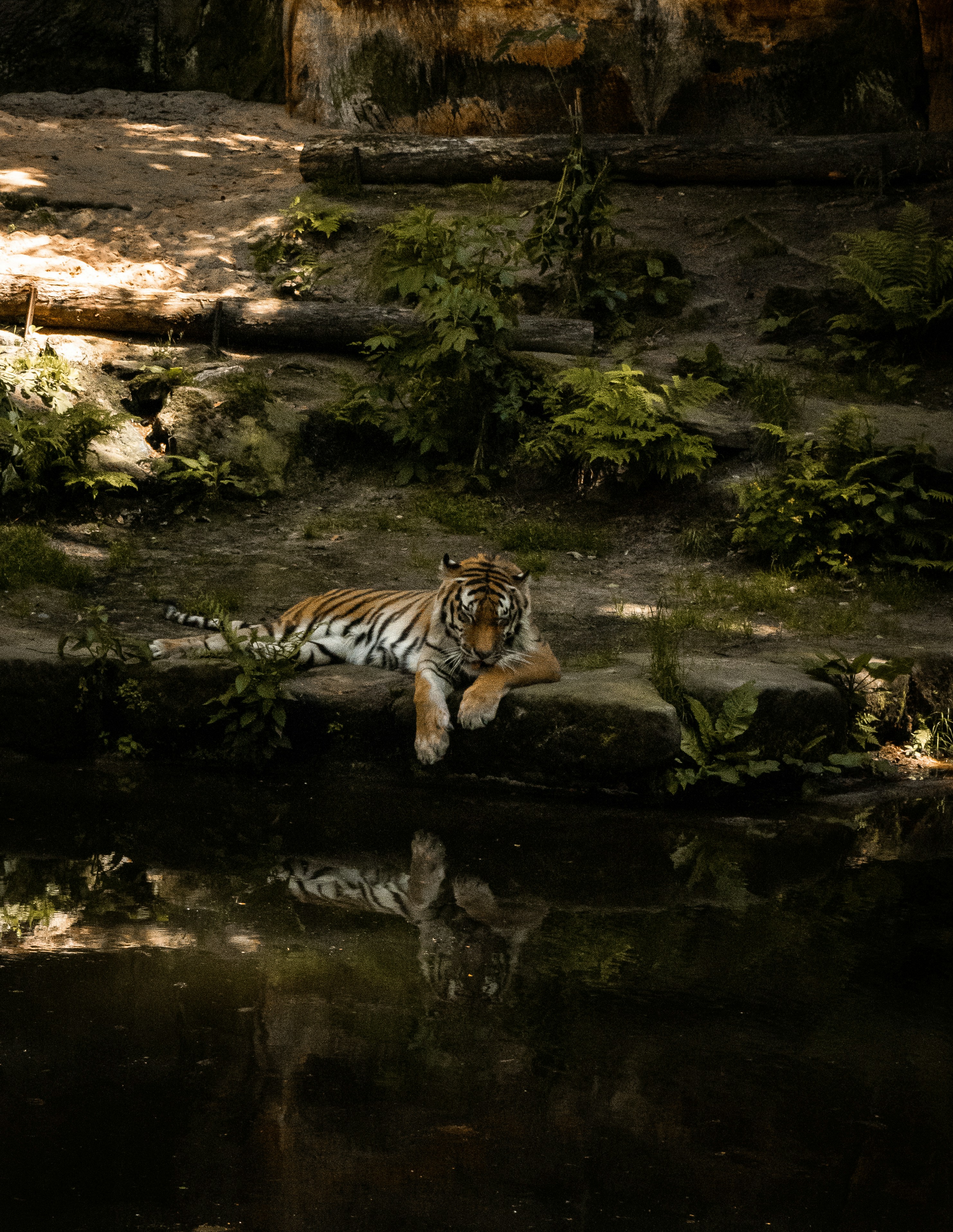 Resting Tiger at the Waterfront Edge