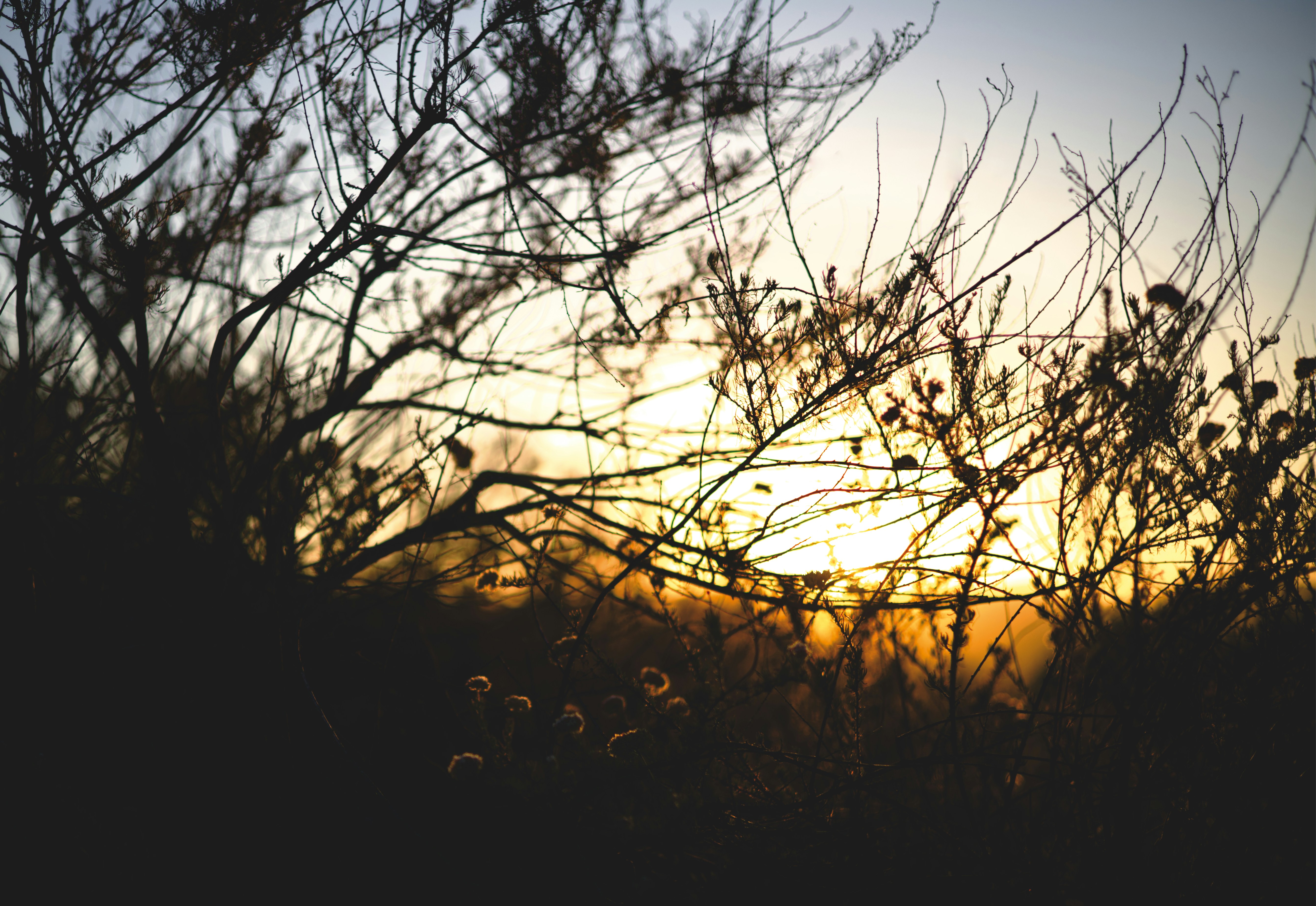 Silhouetted branches and delicate foliage frame a glowing sunset, creating a serene and contemplative atmosphere.