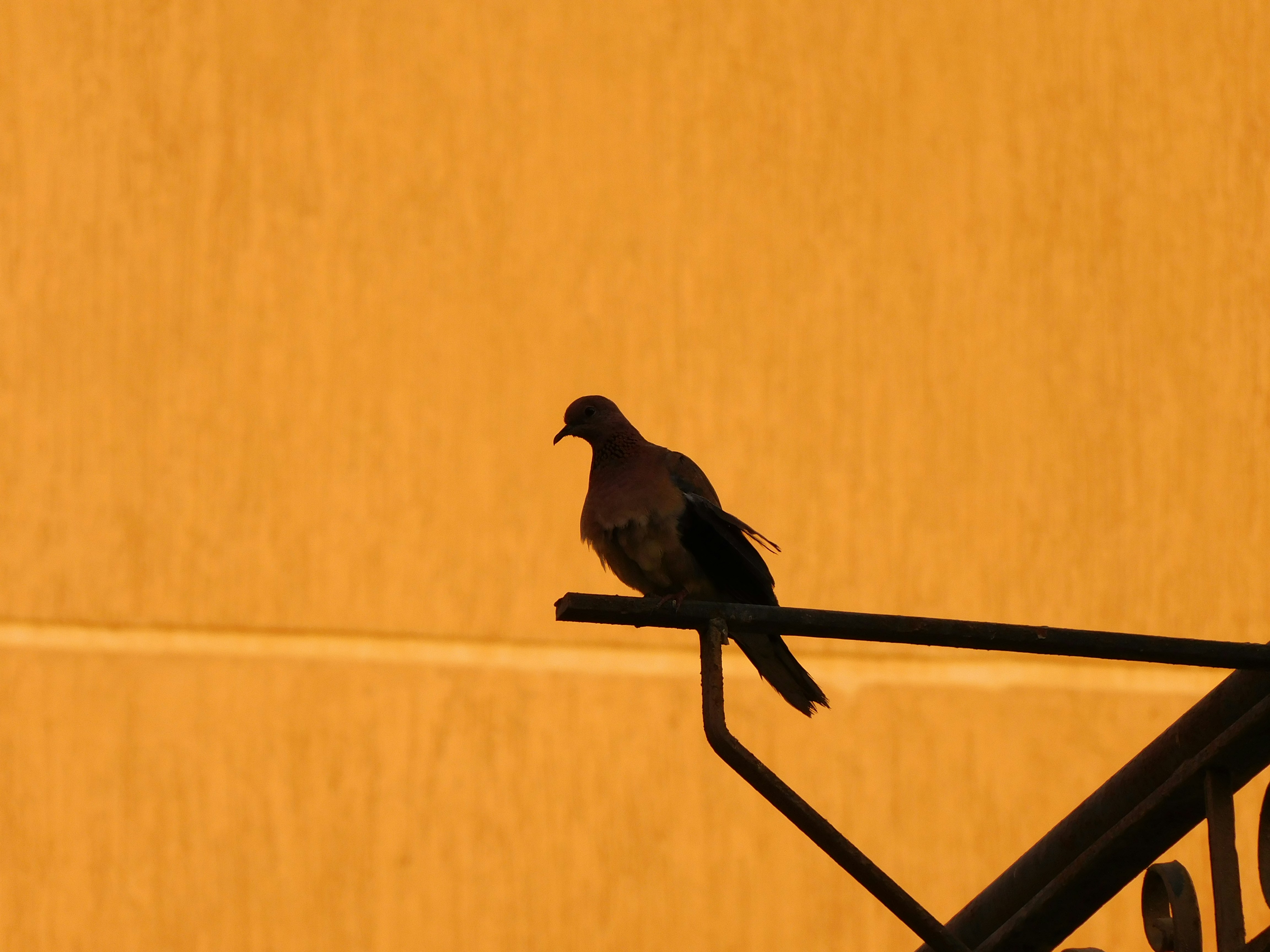 A solitary bird perched on a metal railing, silhouetted against a warm golden background.