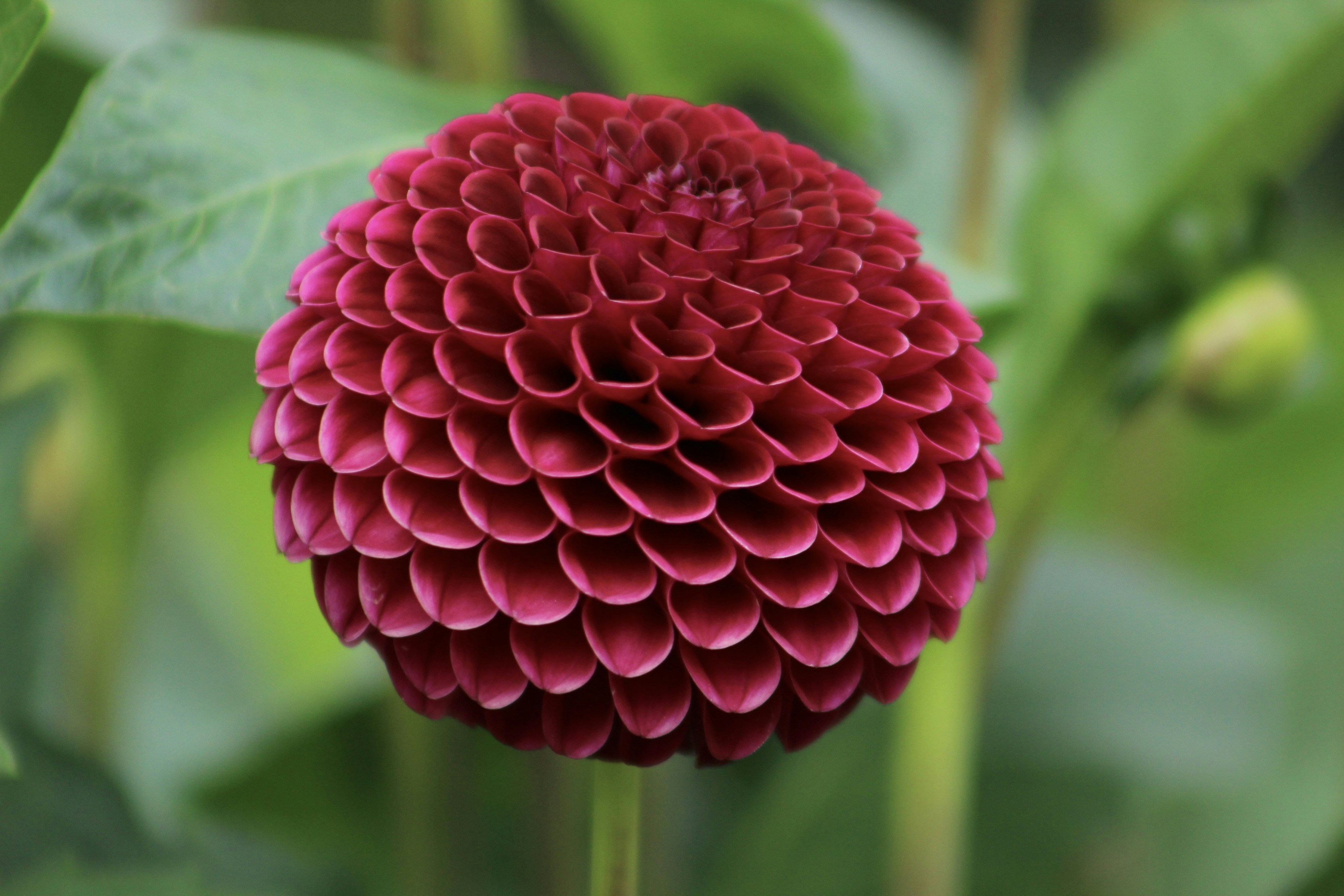 Crimson Dahlia: A Macro Study in Petal Geometry