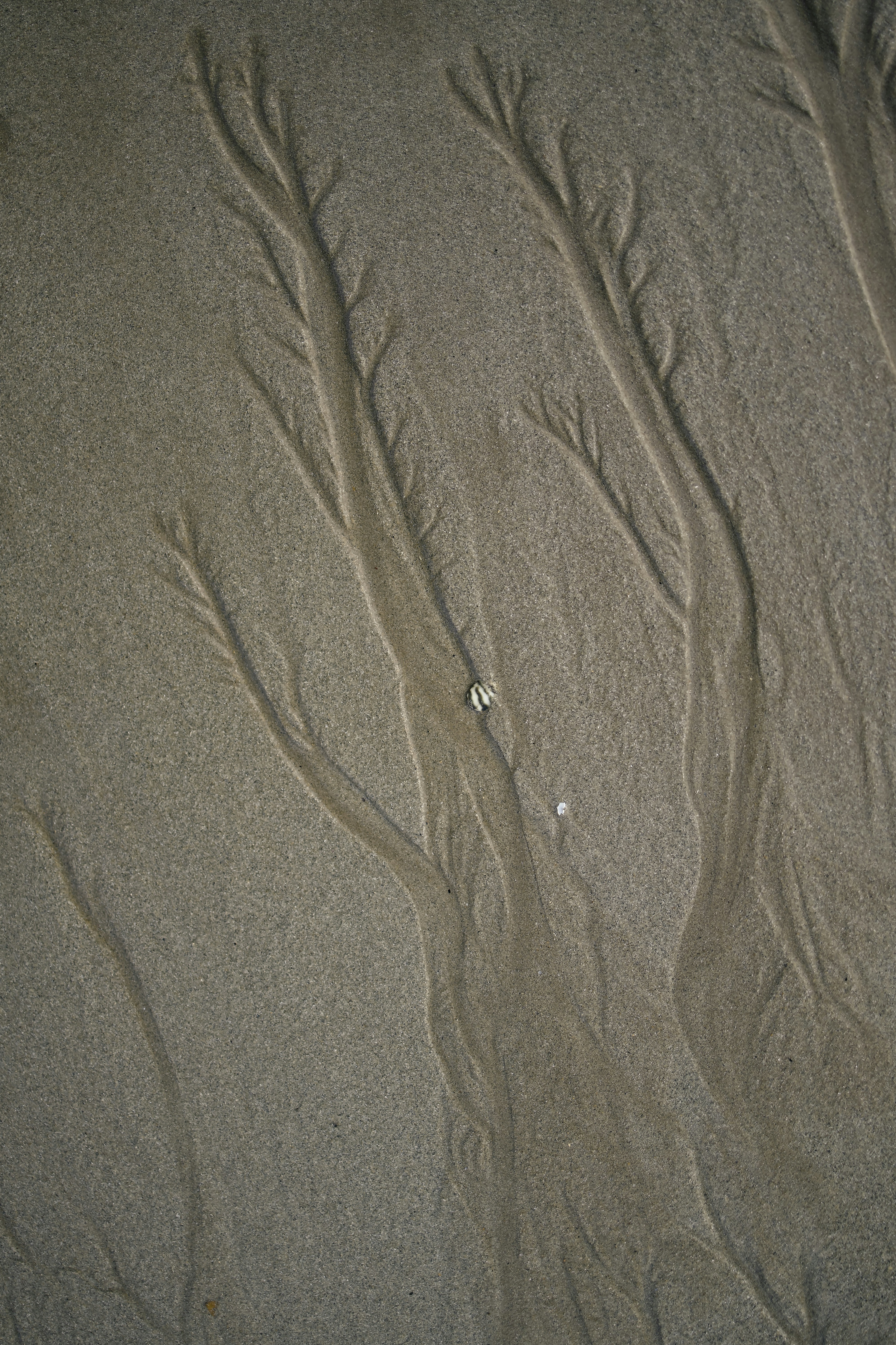 Dendritic Sands: Tide-etched Veins Converge on a Lone Shell