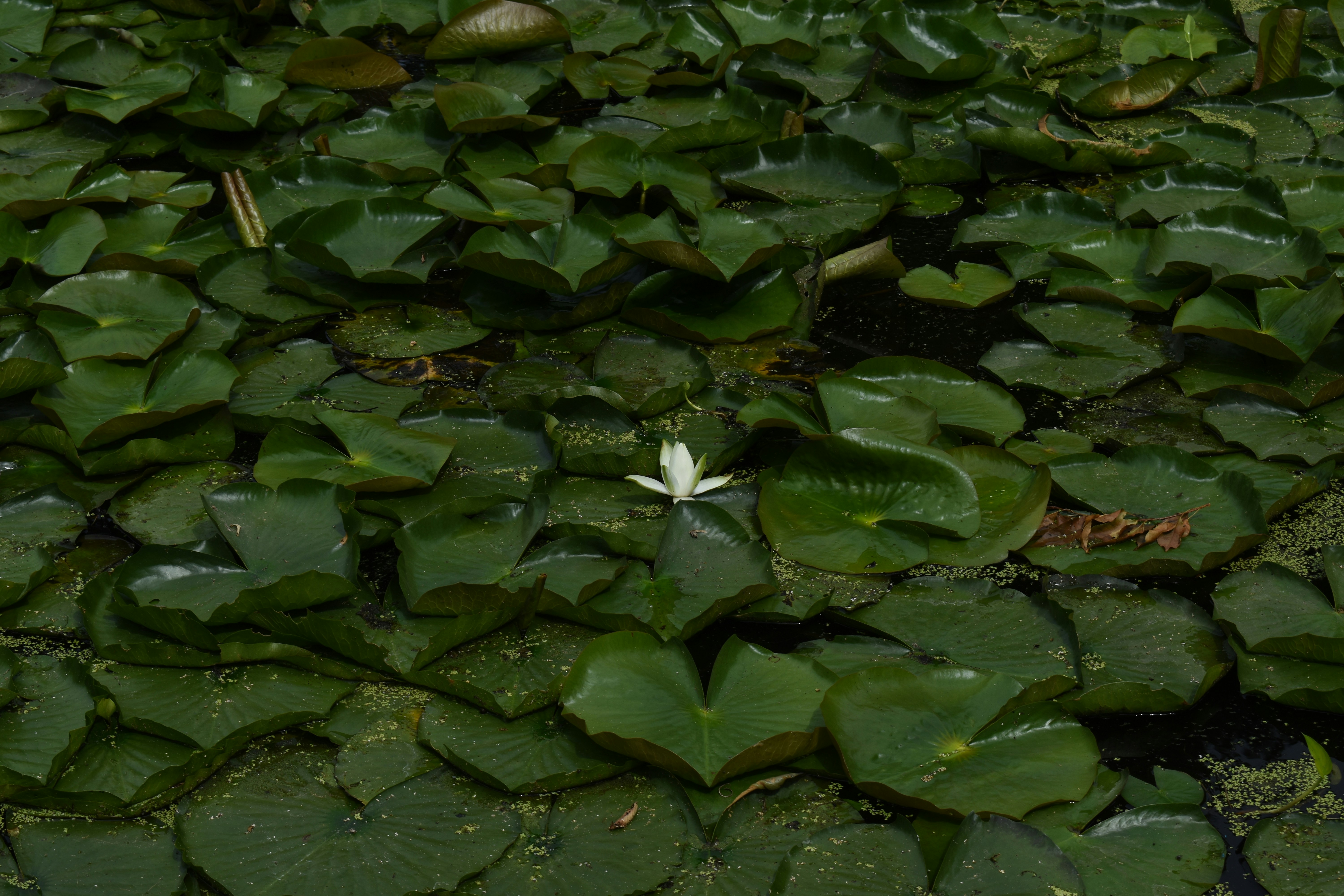 green leaves on water during daytime