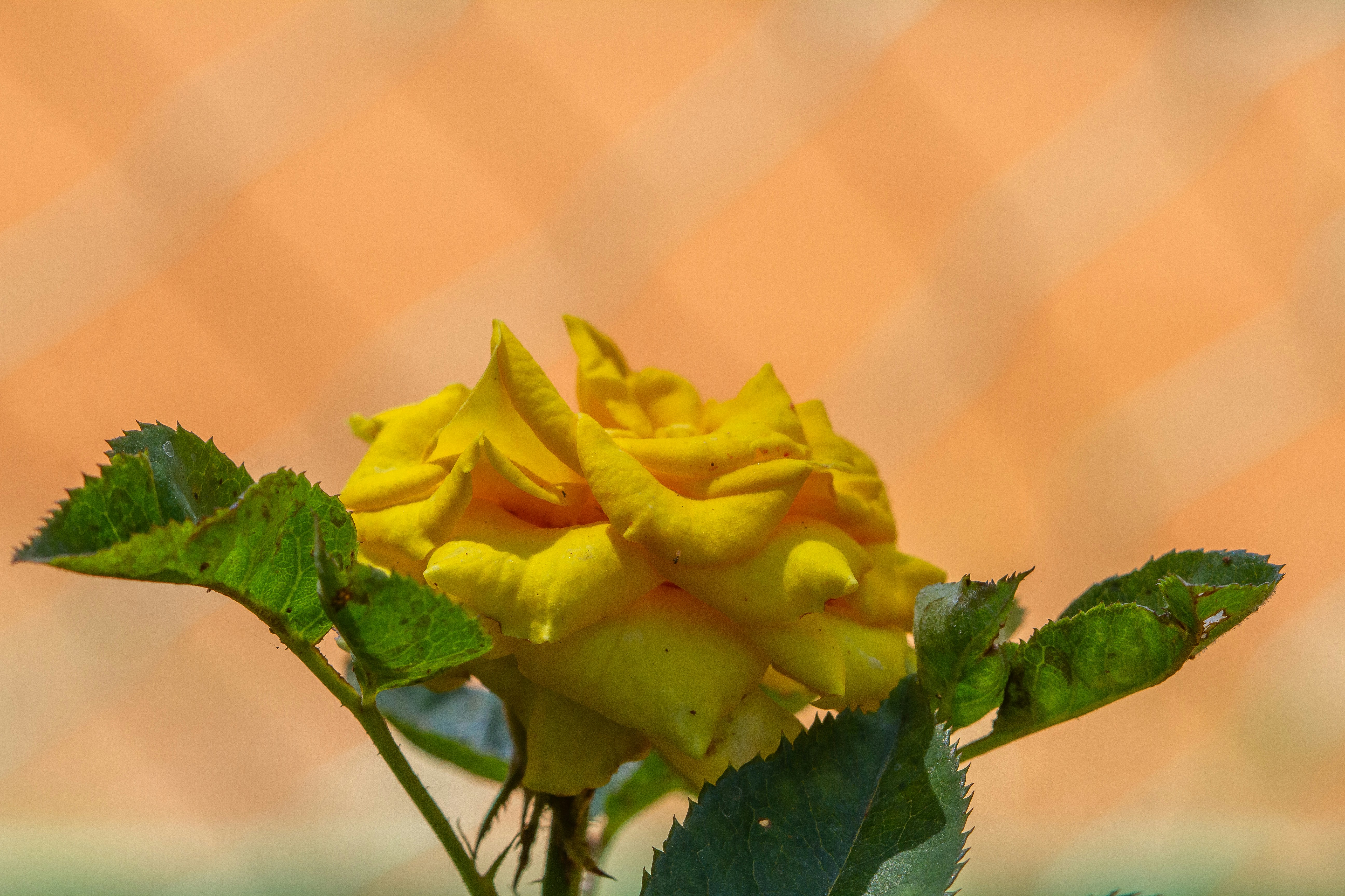 Yellow Rose Wallpapers For Desktop