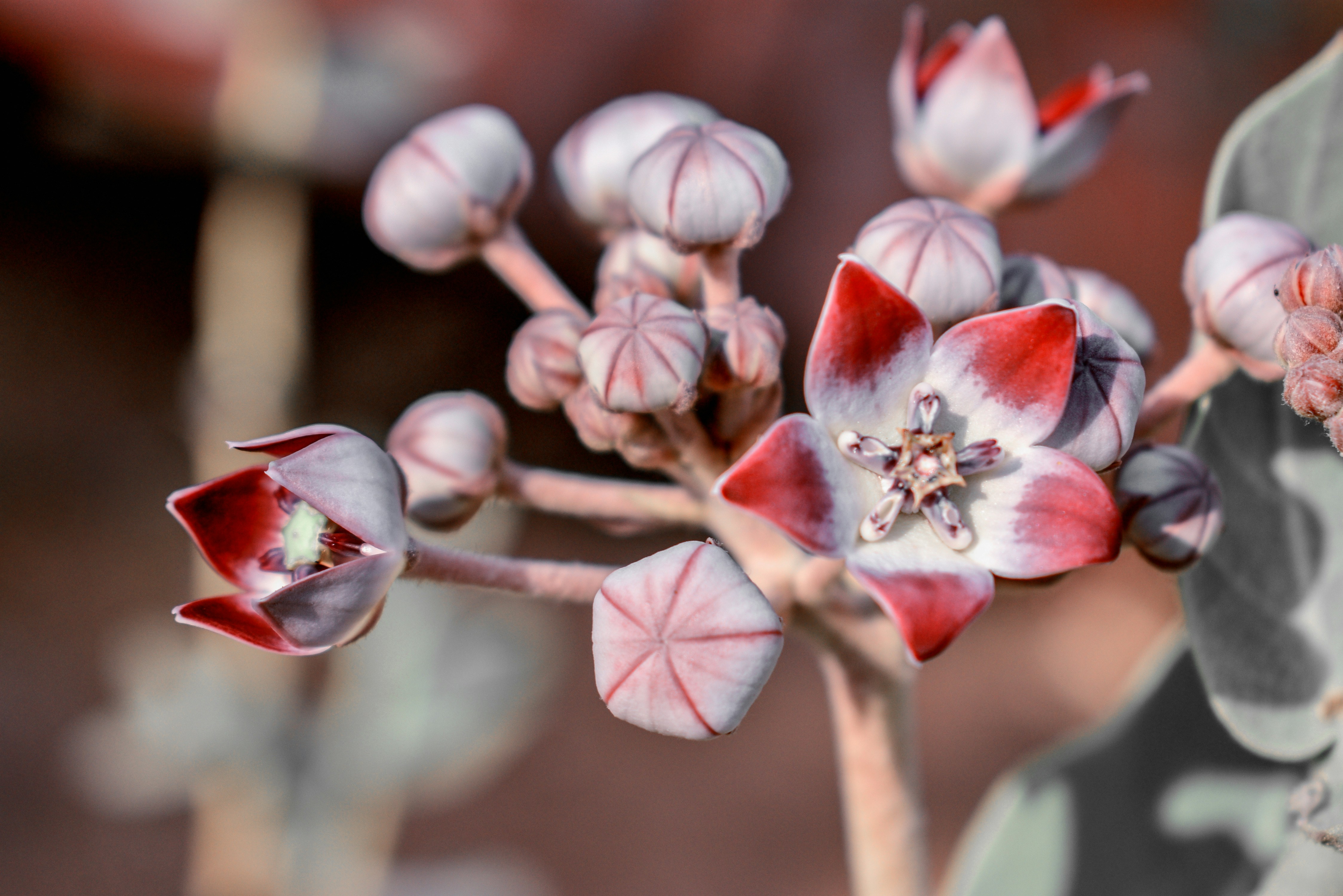 Crimson star buds: a close-up of frost-kissed blooms
