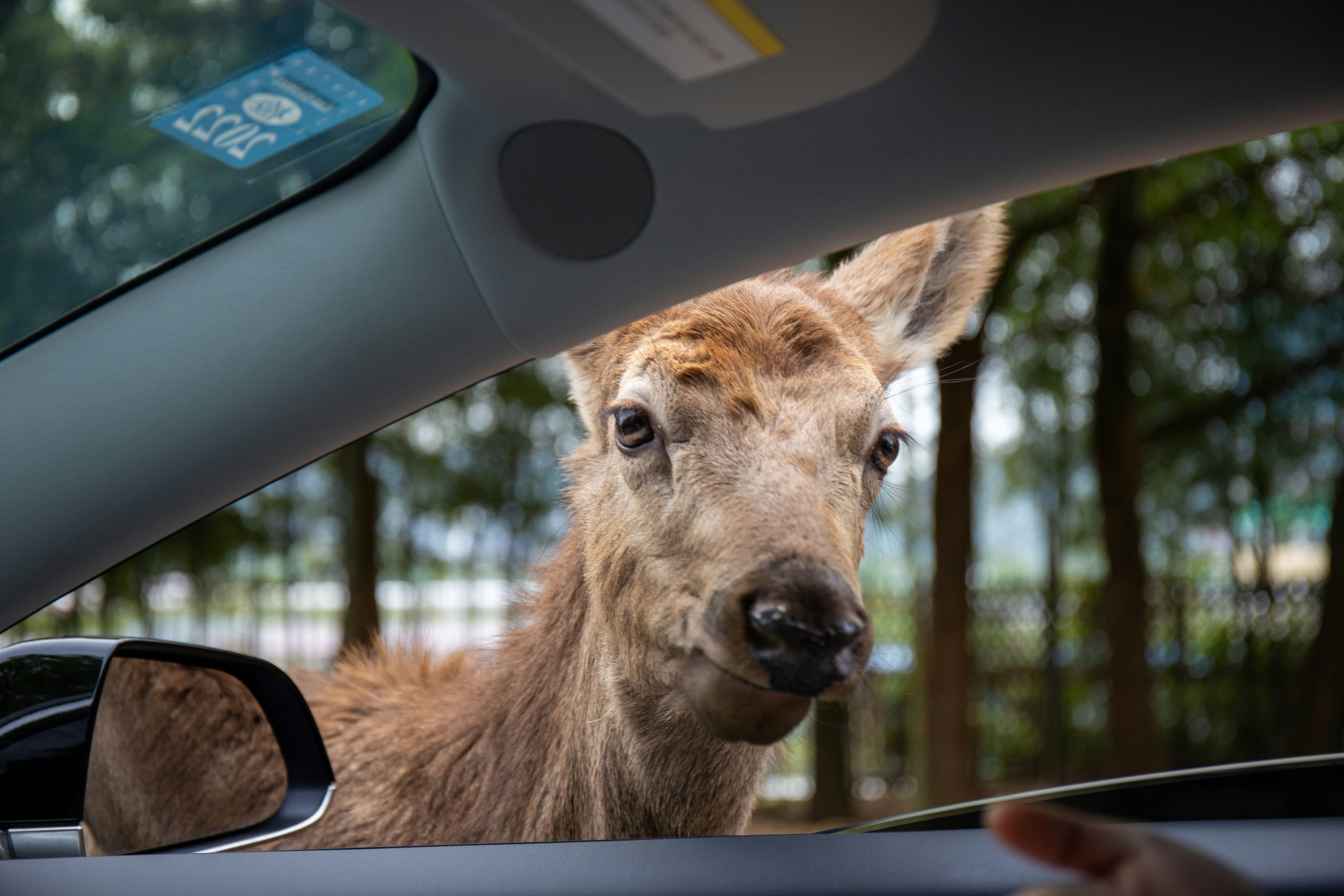 Curious Deer at the Car Window: A Quiet Roadside Encounter