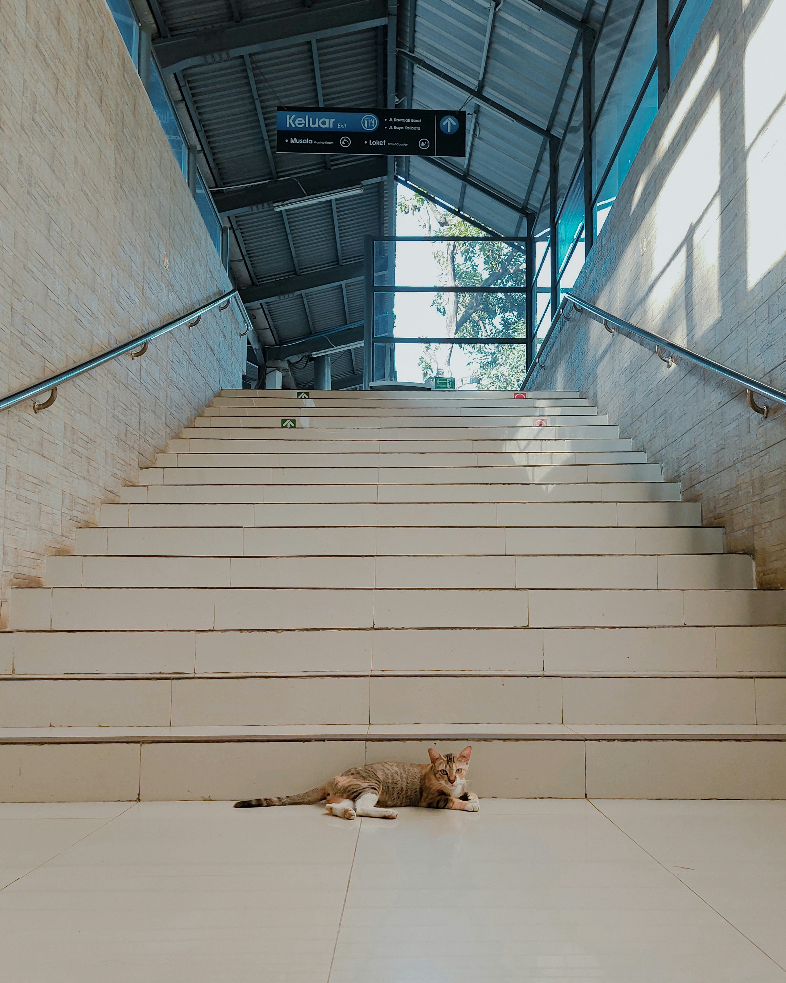 A relaxed cat lounging on the steps of a modern building, with sunlight filtering through large windows above.