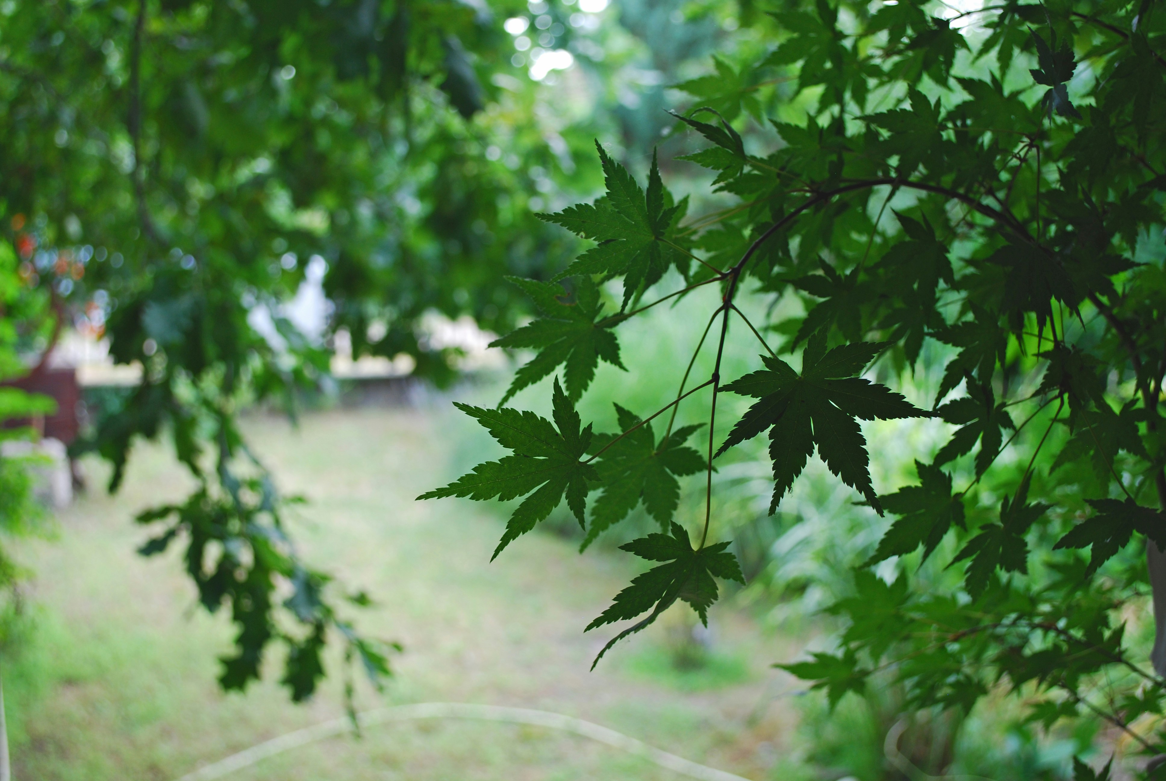 Delicate green maple leaves frame a blurred backyard scene, creating a serene atmosphere. The interplay of light and foliage invites tranquility.