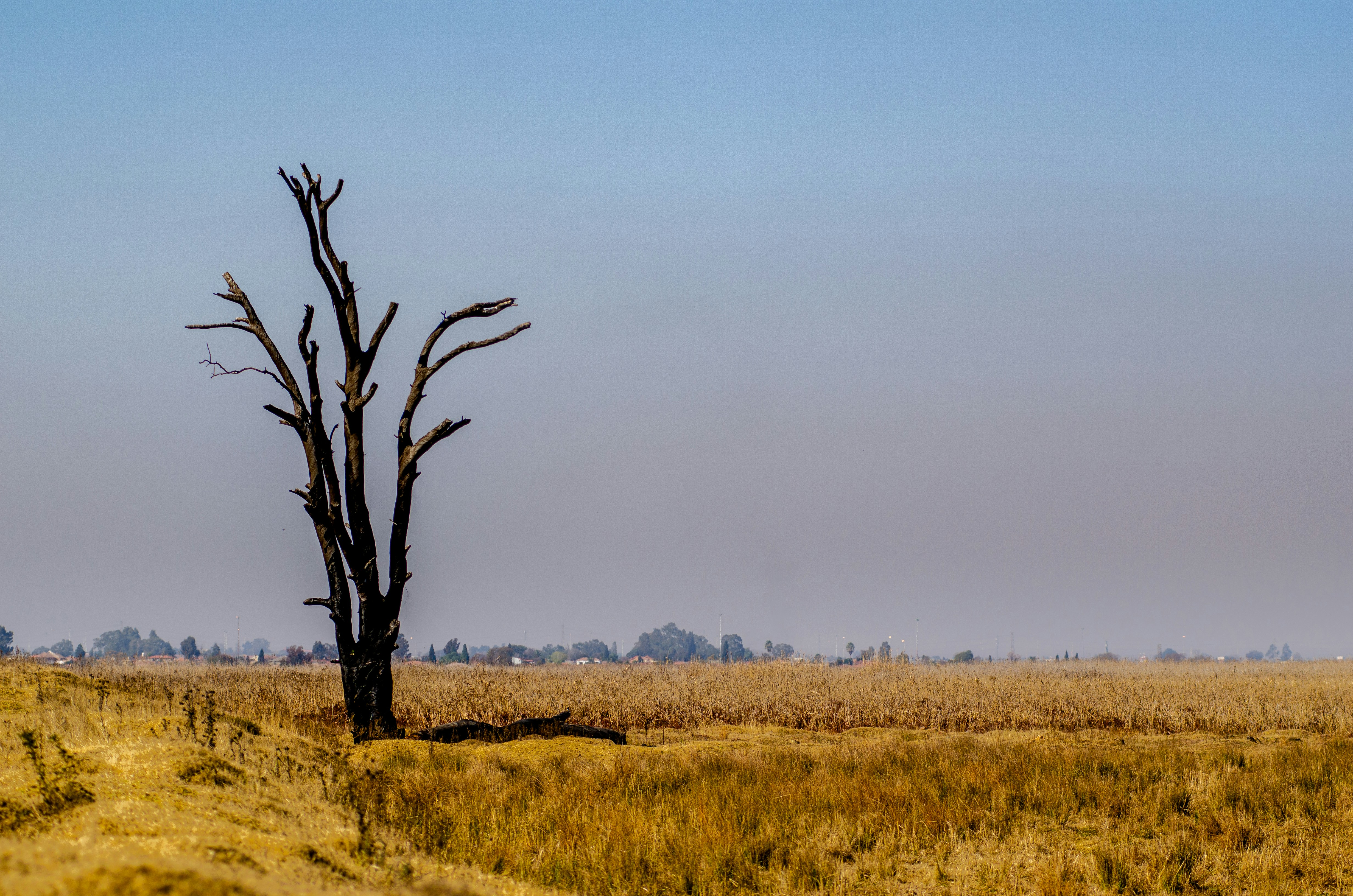 Lone Sentinel: a leafless tree guarding a sunlit prairie under a hazy horizon