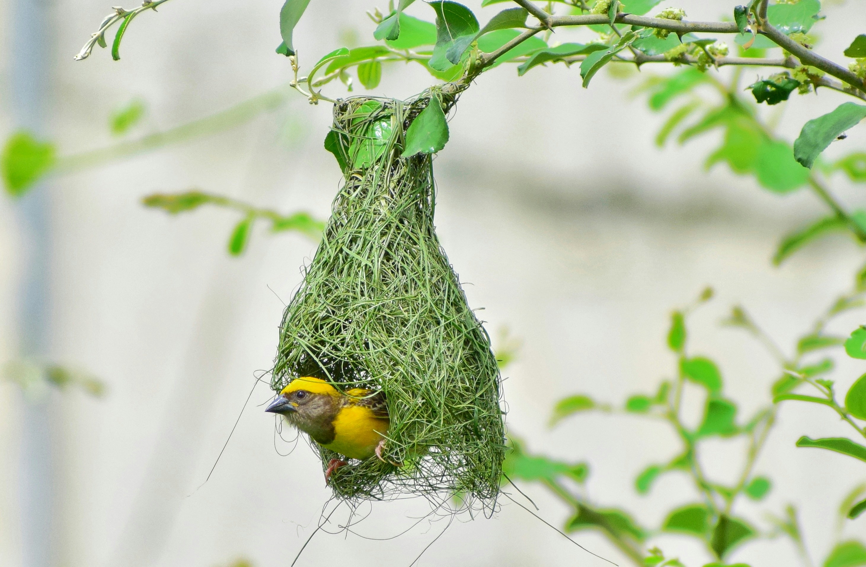 Best Bird Nest Pictures [HD] | Download Free Images on Unsplash