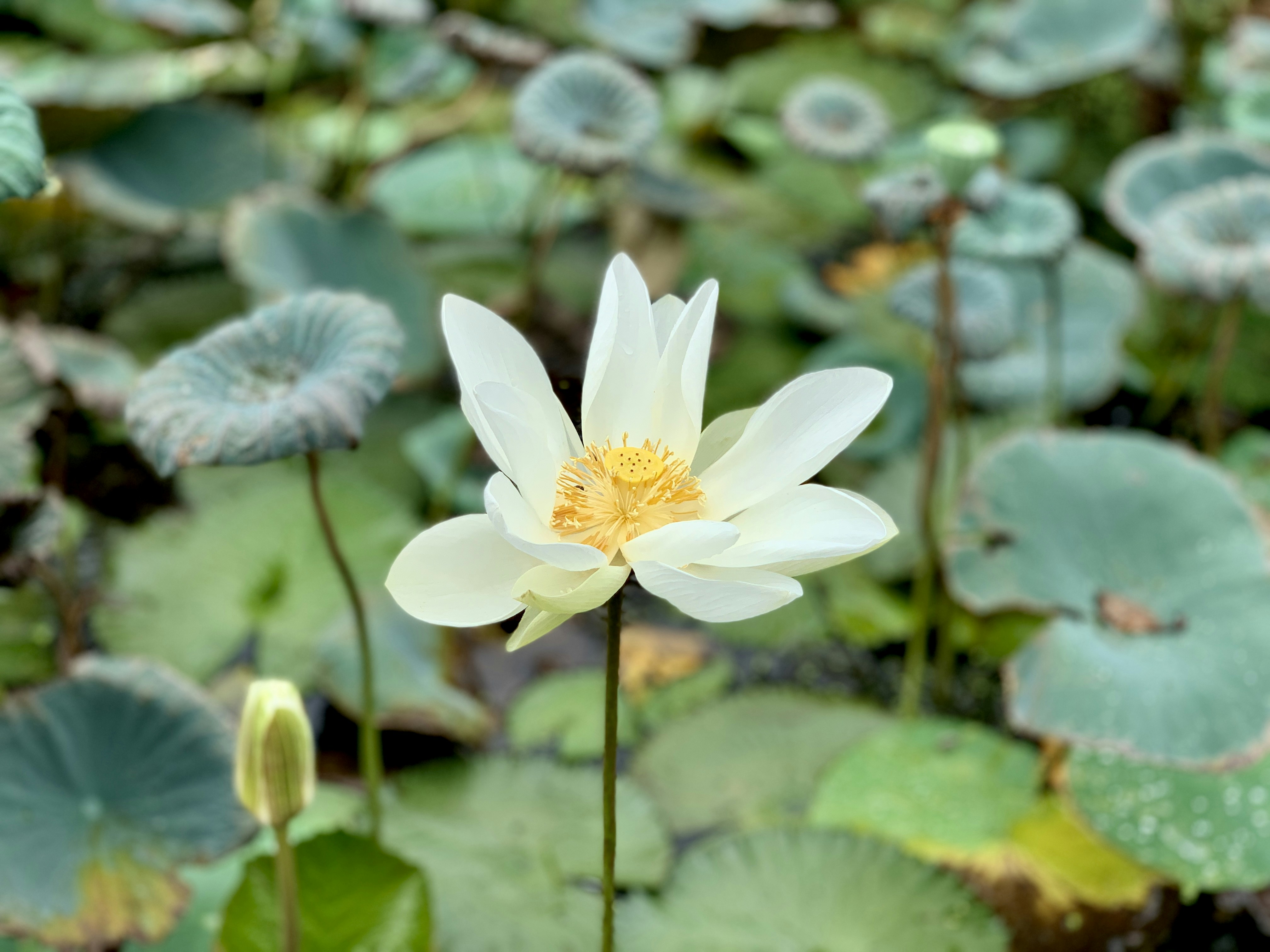 White lotus flower blooming amidst lush green lily pads.