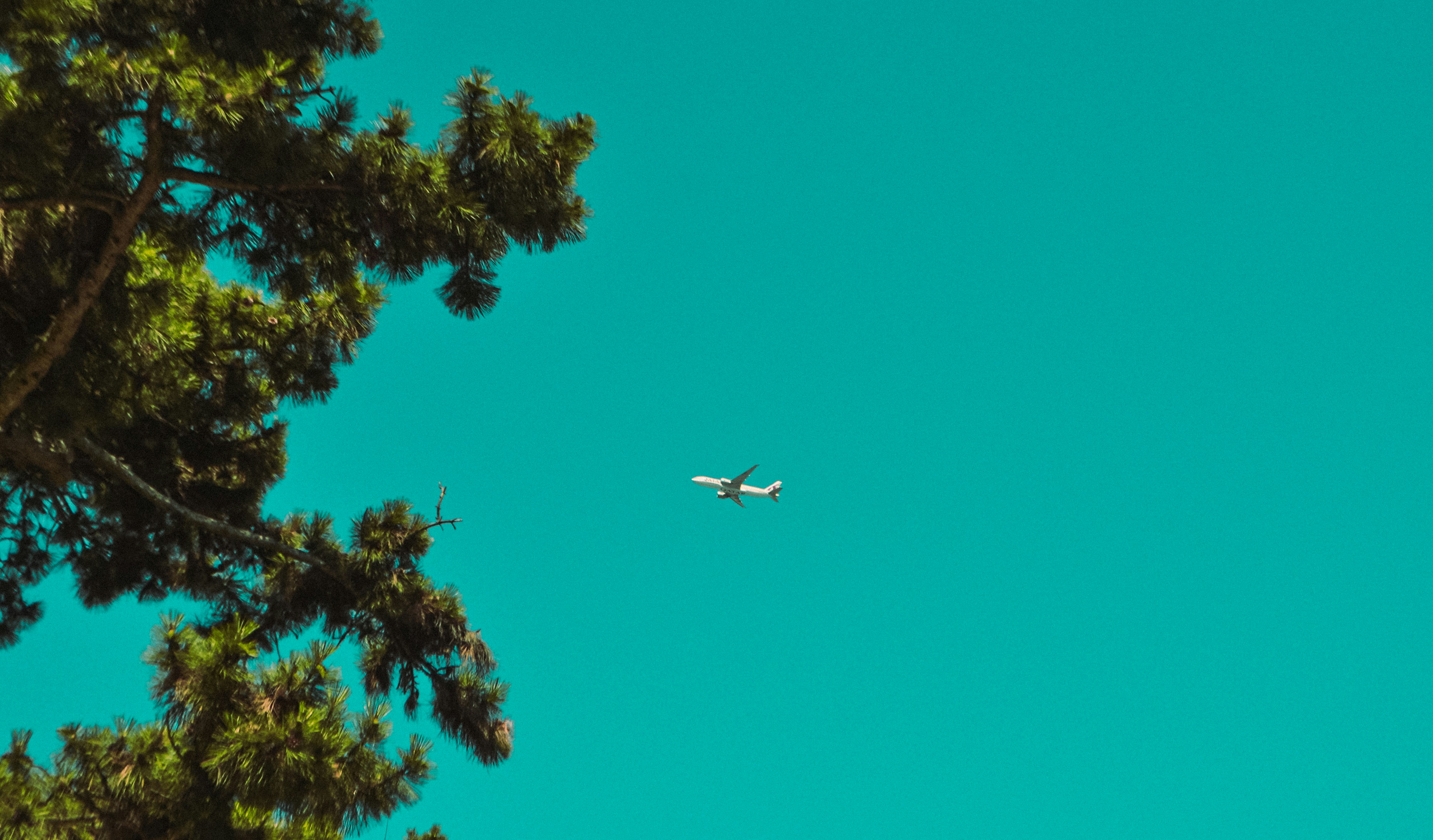 This captivating image captures a solitary airplane soaring through a clear, vibrant turquoise sky, framed elegantly by the silhouette of lush green pine branches on the left. The stark contrast between the deep hues of the foliage and the vivid sky creates a striking visual harmony, evoking a sense of calm and wanderlust. The composition highlights the simplicity and beauty of nature juxtaposed with human innovation, making the scene both serene and dynamic.