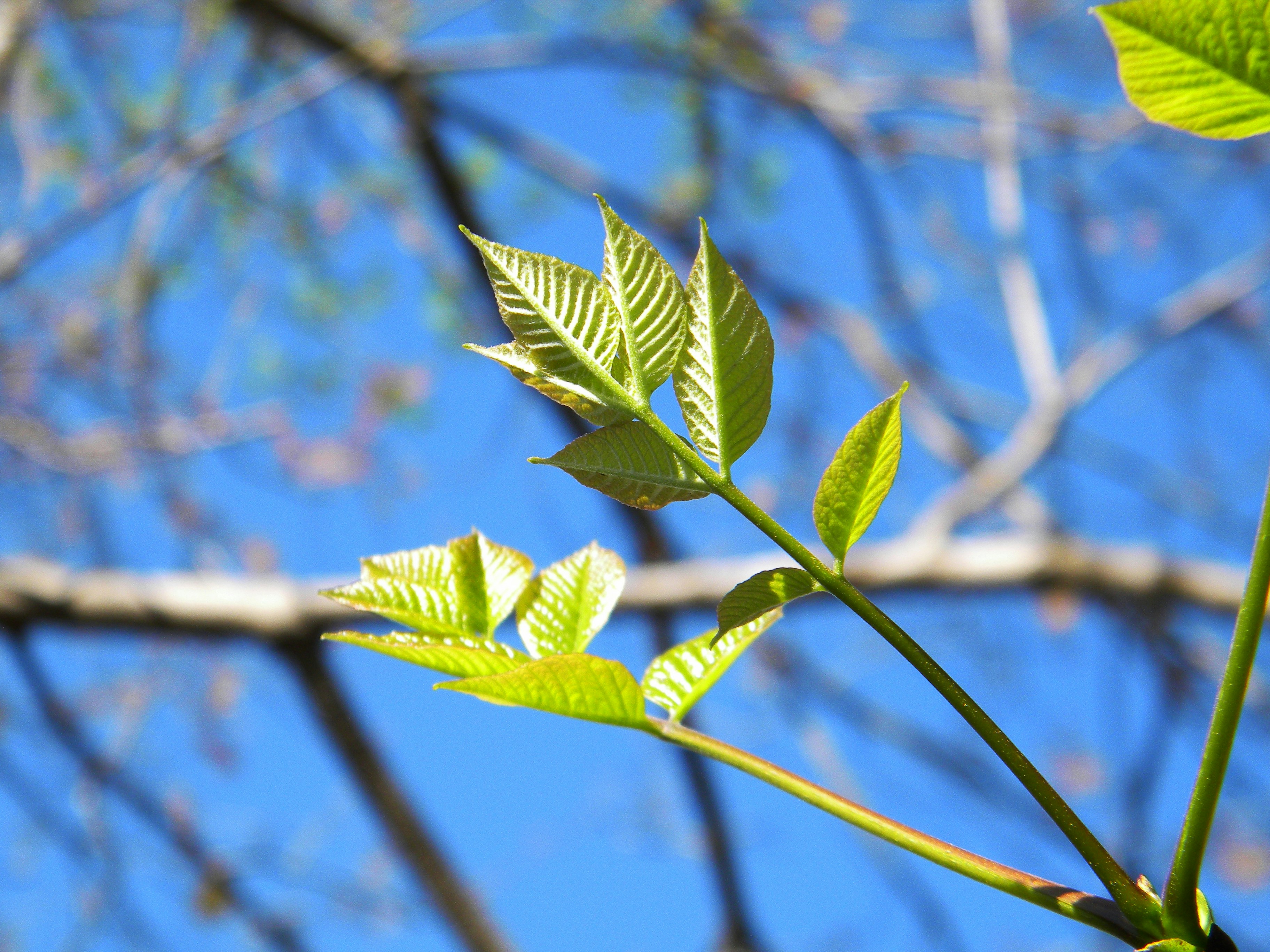Young green leaves sprouting against a clear blue sky.
