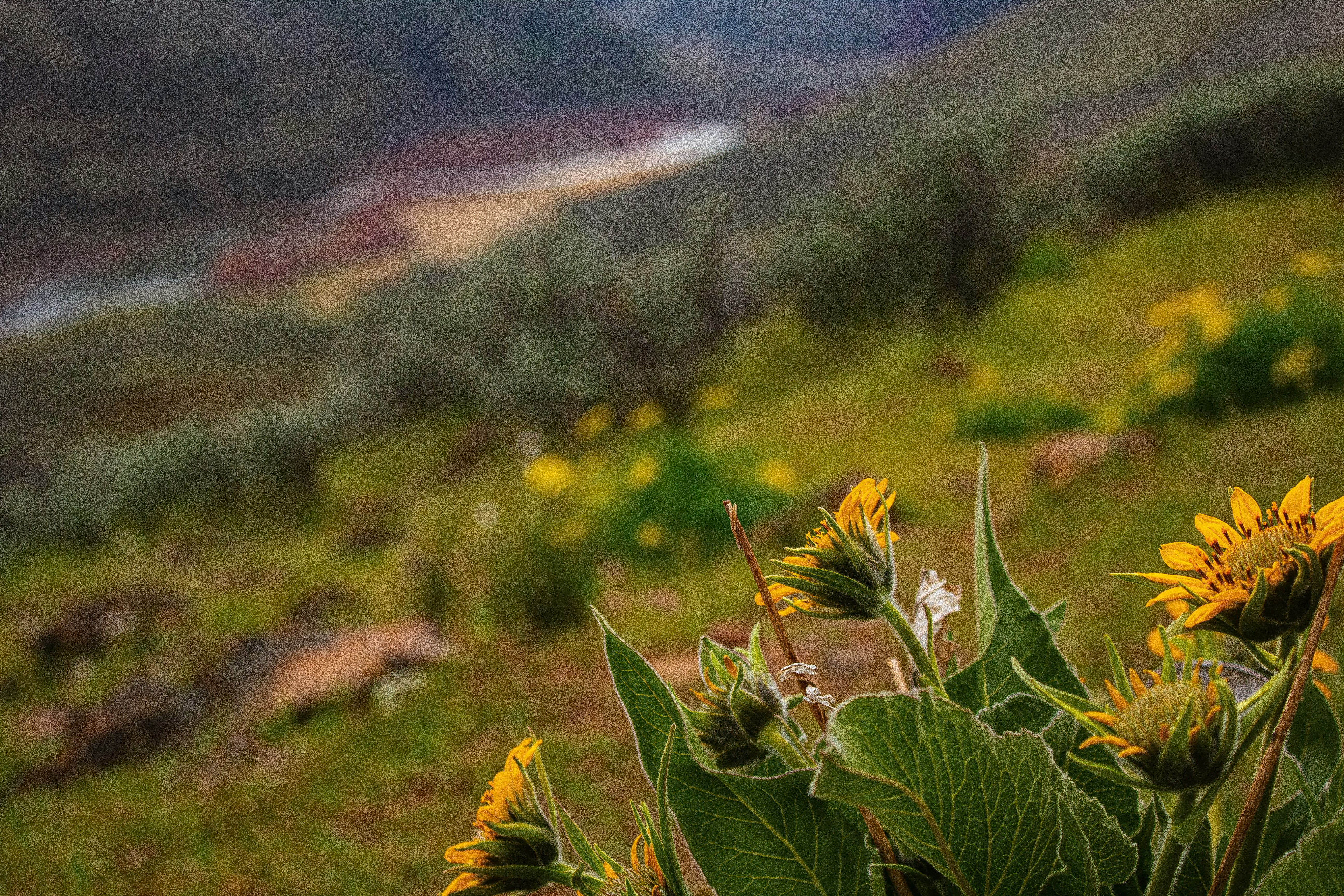 Zach Bornstein (@homeontheroads) | Unsplash 사진 커뮤니티