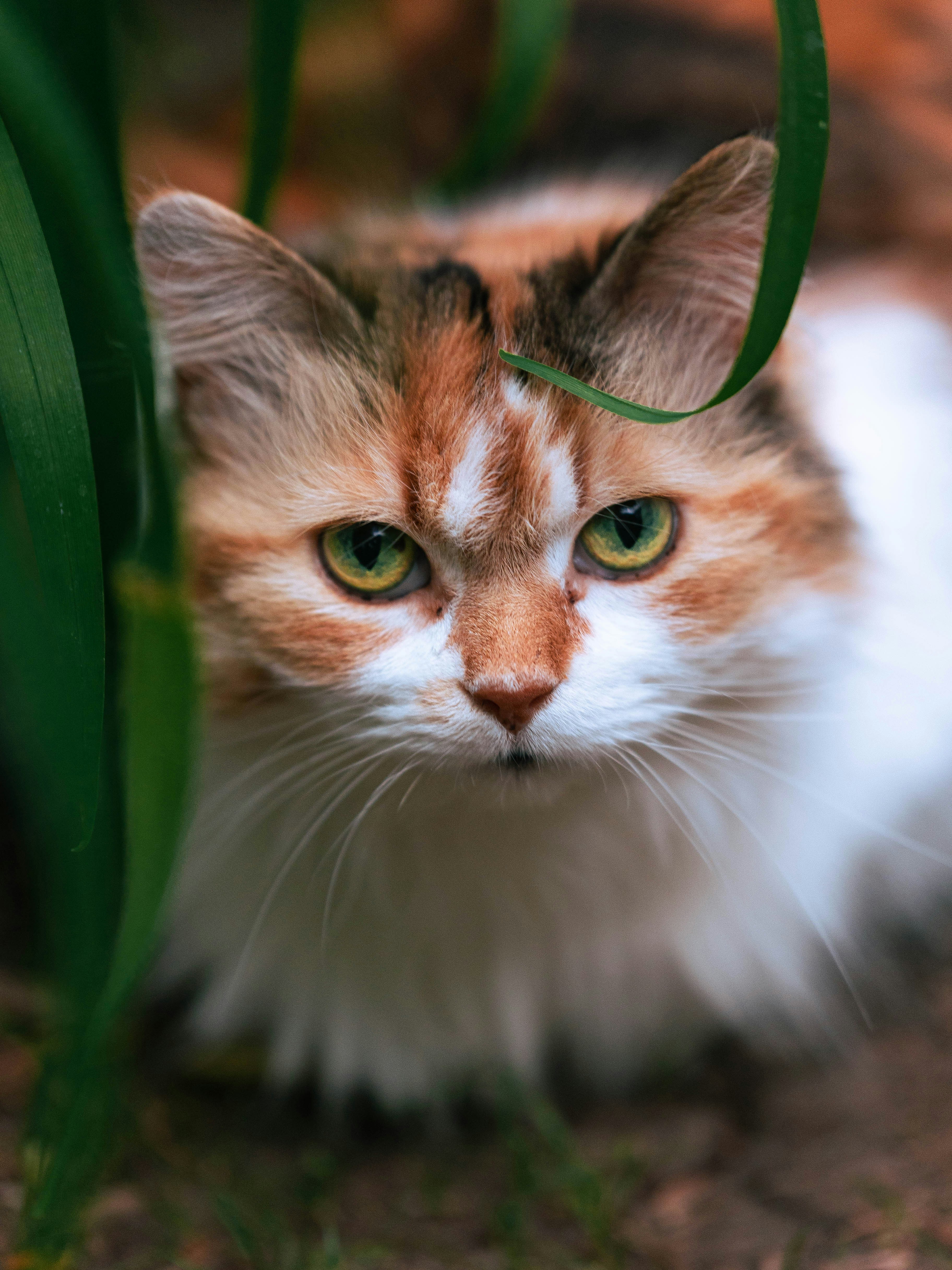 brown and white cat on green leaf