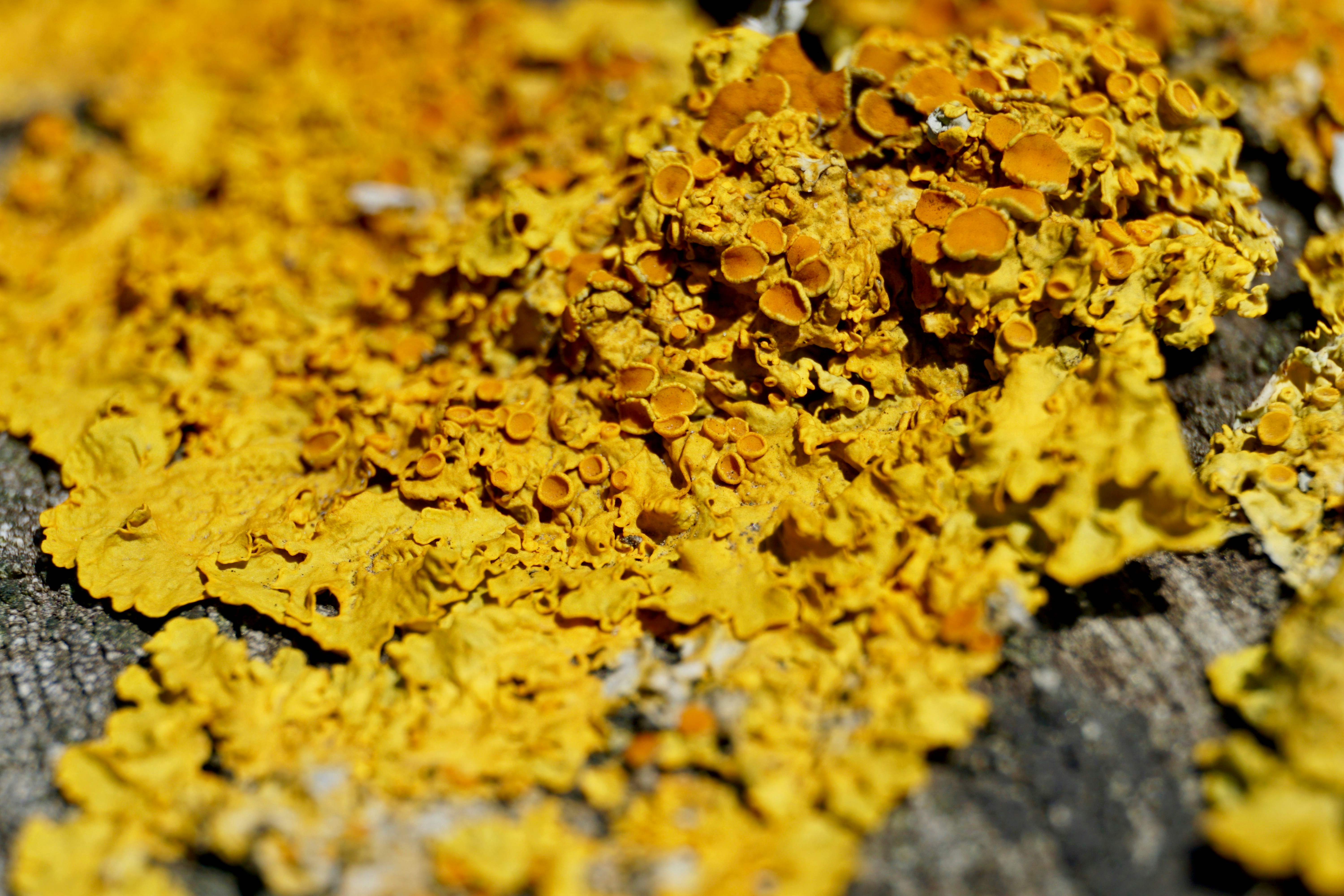 Nature's Golden Mosaic: A Close-Up on Lichen