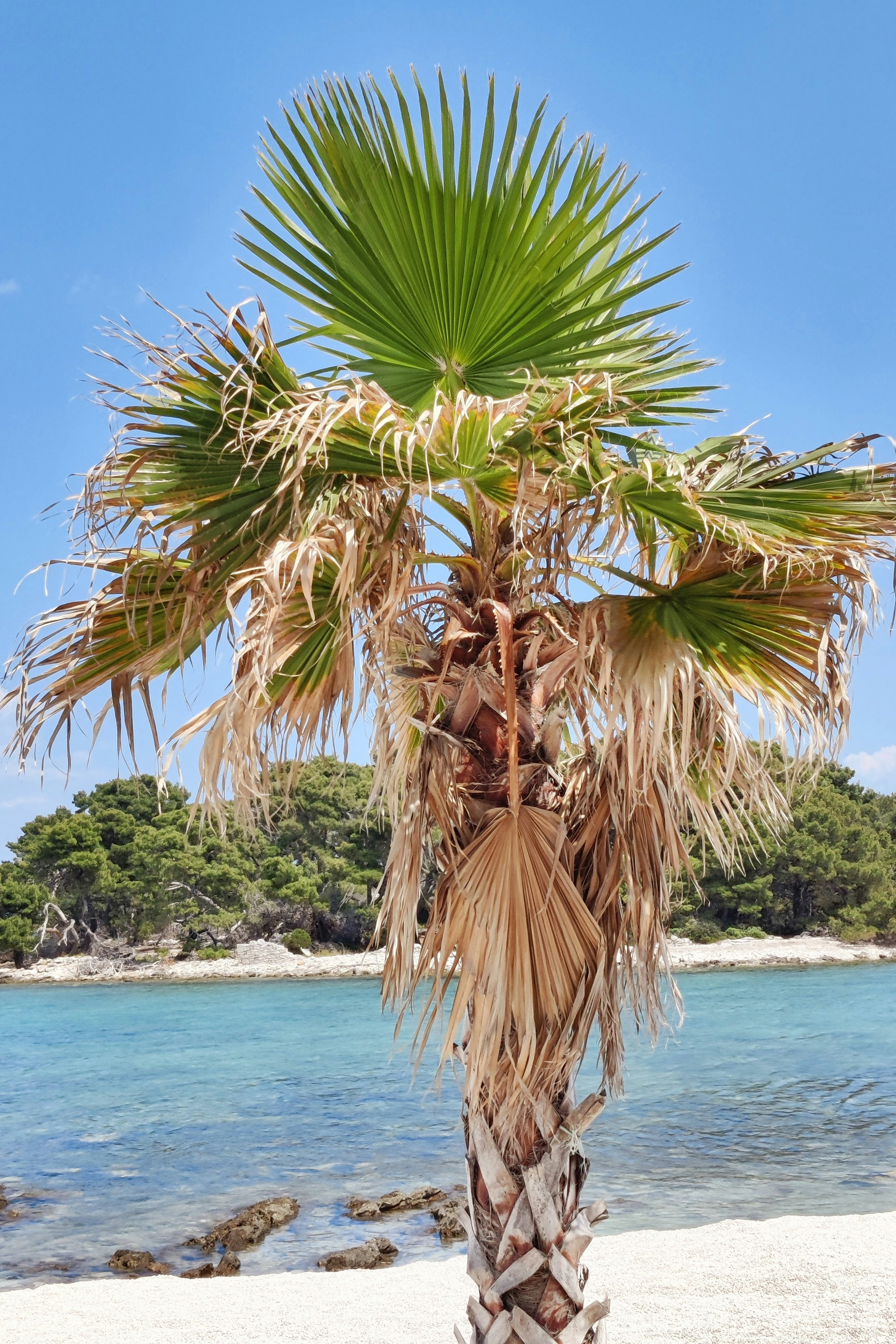 Coastal Palms: Sunlit Trunk and Azure Tide