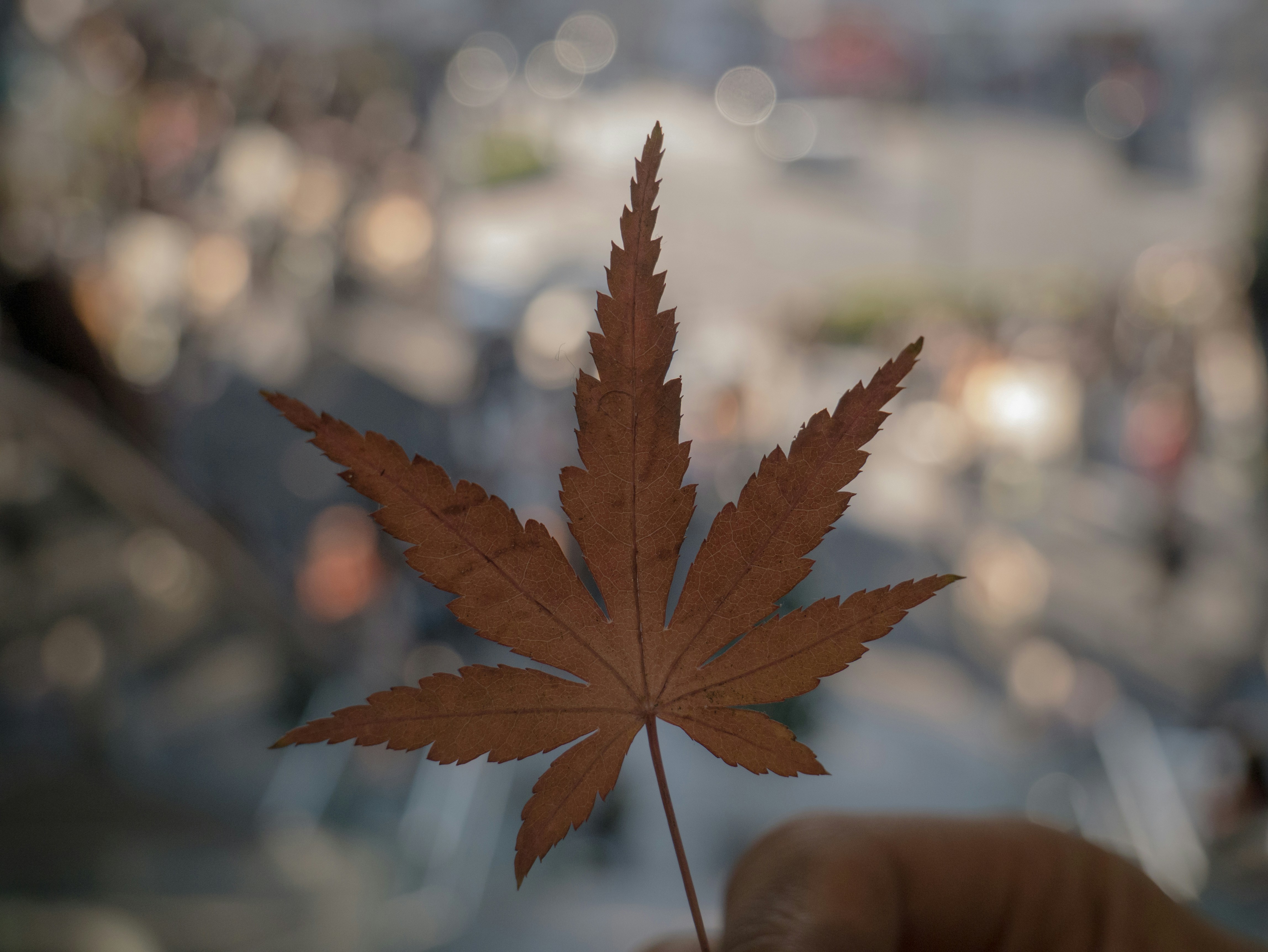 Autumn Leaf in Soft Focus Centered Against Blur of Crowd