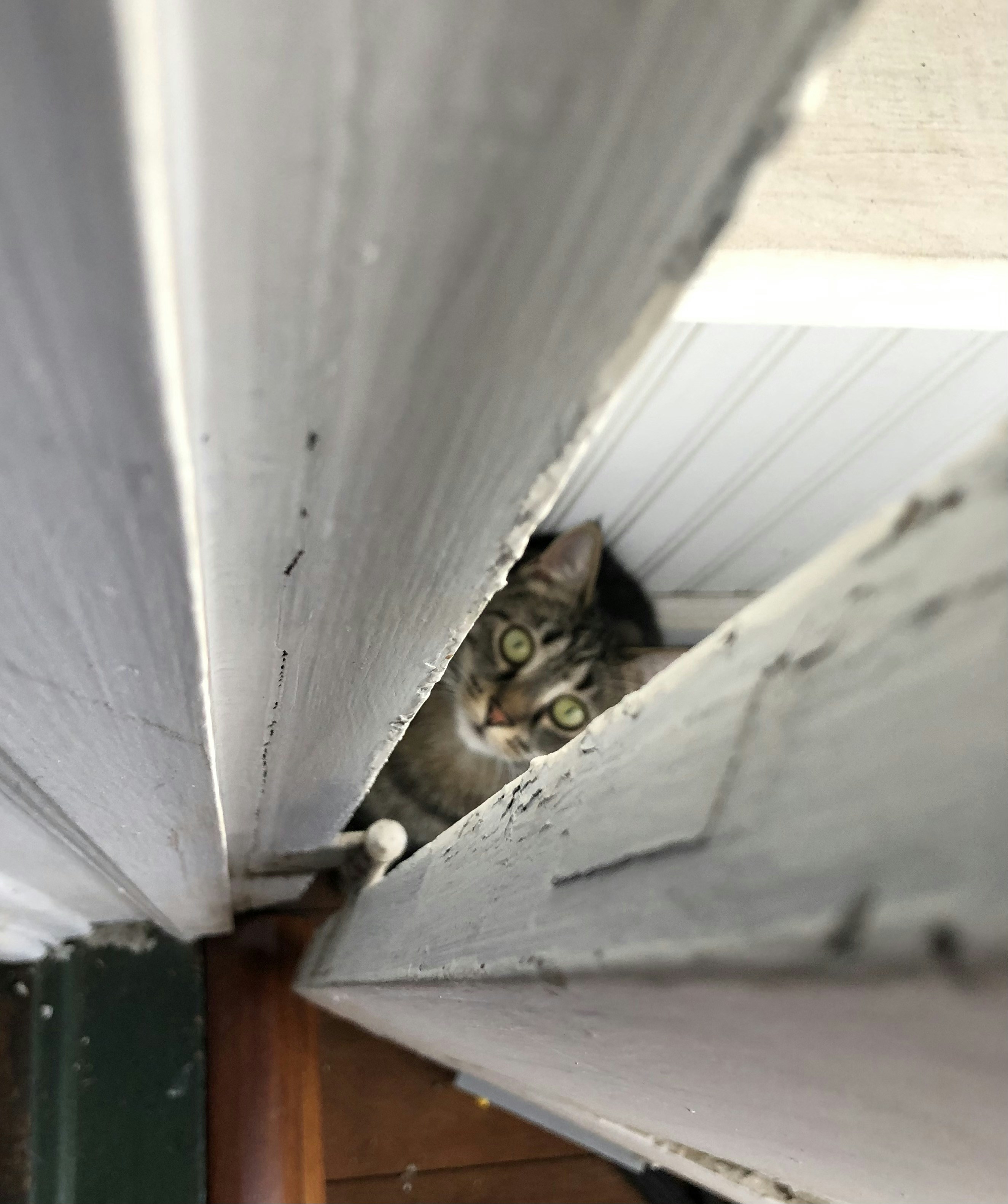 A tabby cat peering through a narrow gap between wooden panels, showcasing its inquisitive nature.