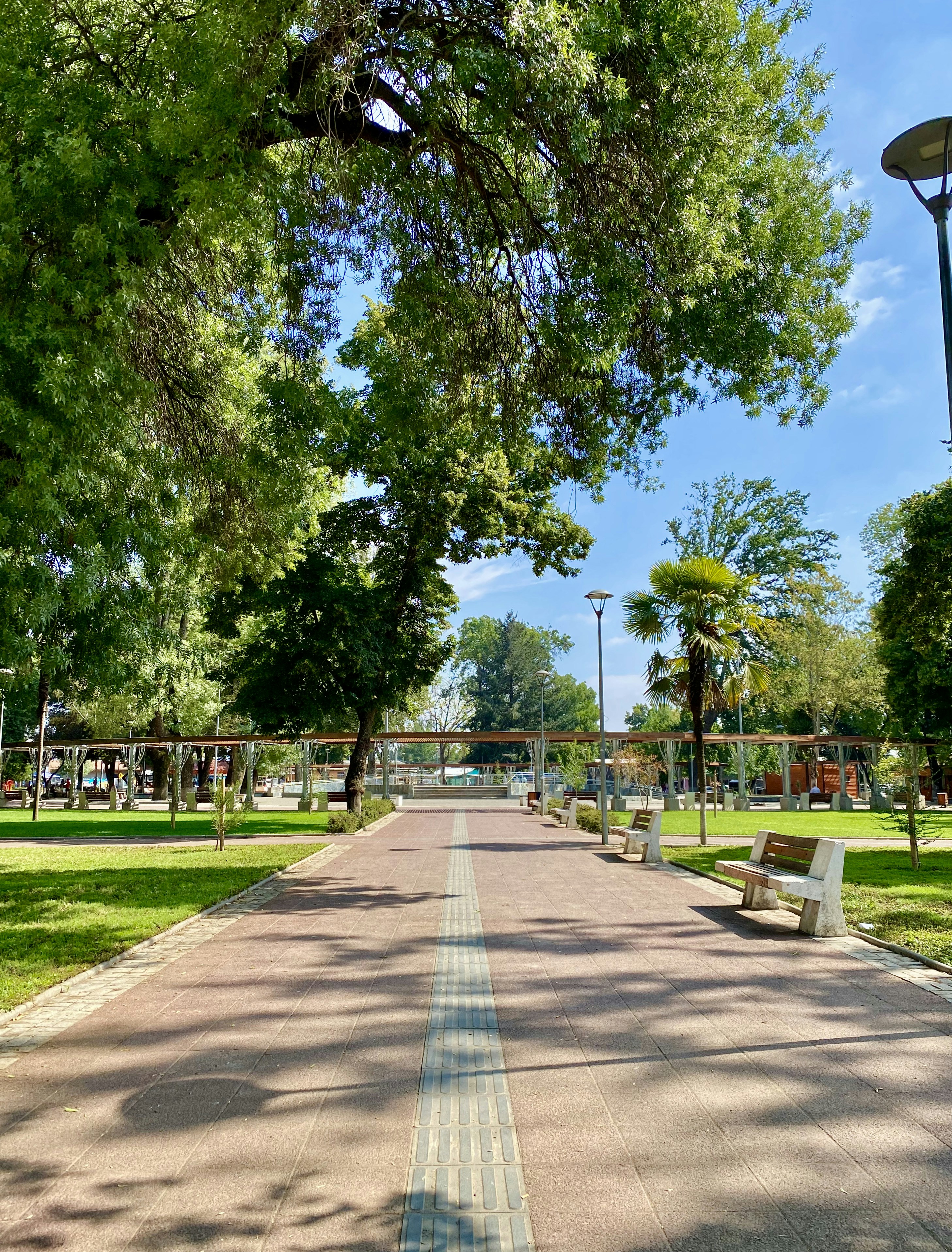 green grass field with trees during daytime