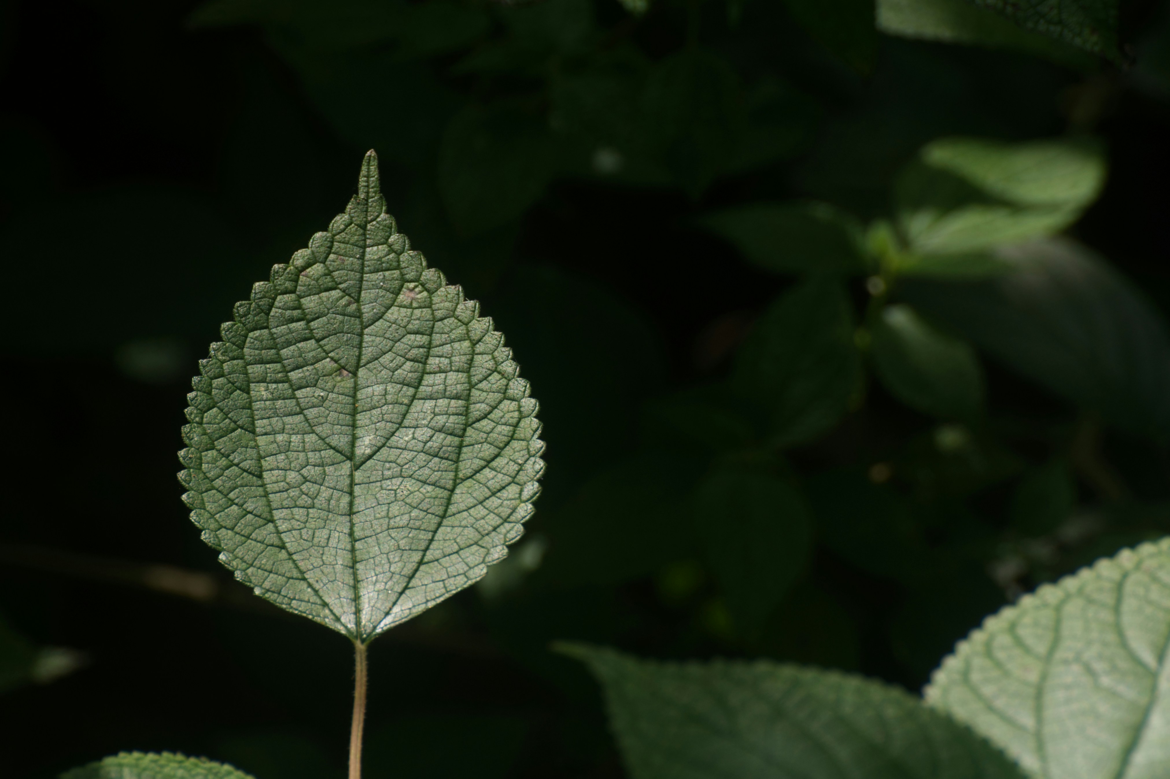 Vein-Lit Texture: Close-Up of a Leaf in Quiet Shadow