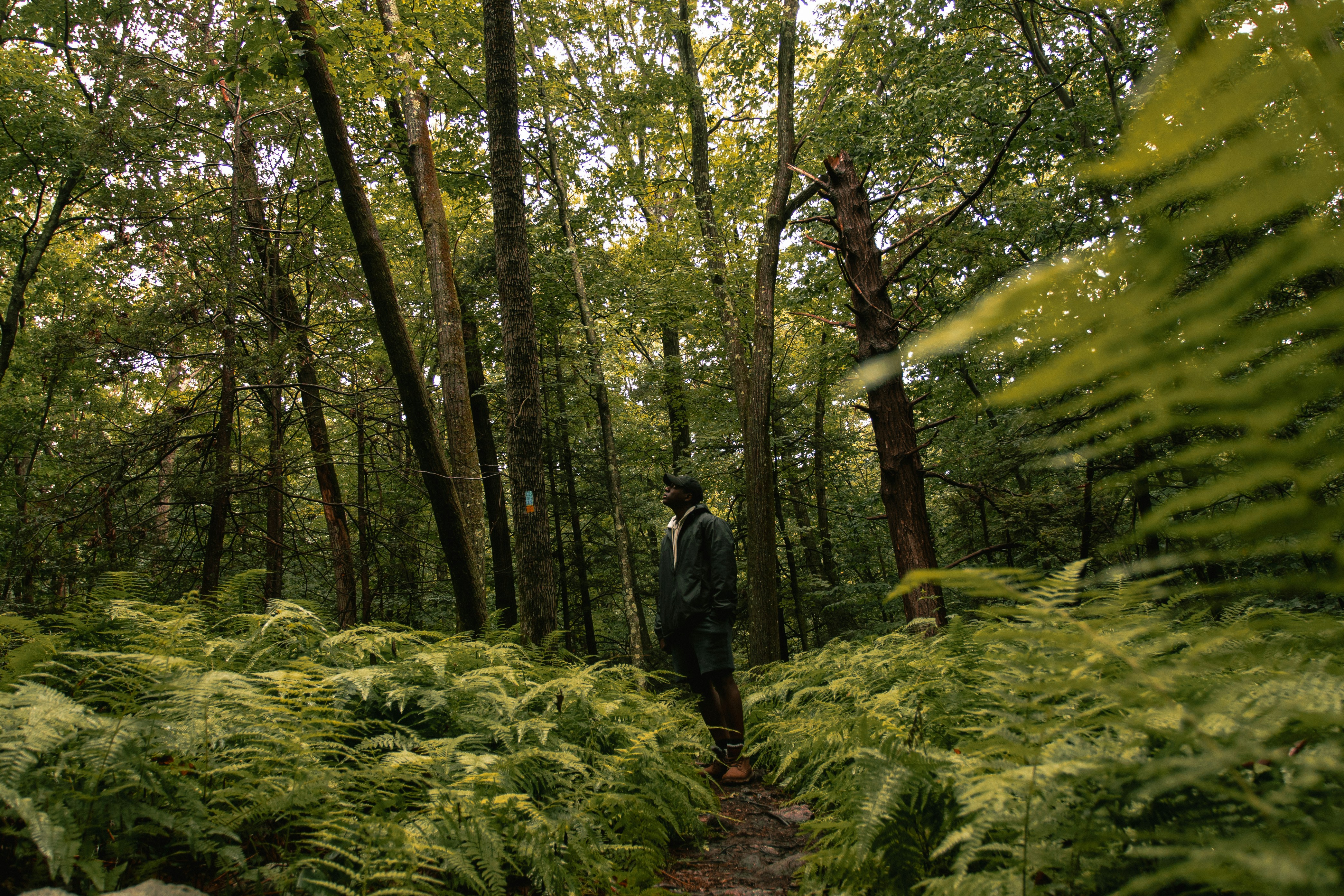 Man in black jacket walking on forest during daytime photo – Free ...