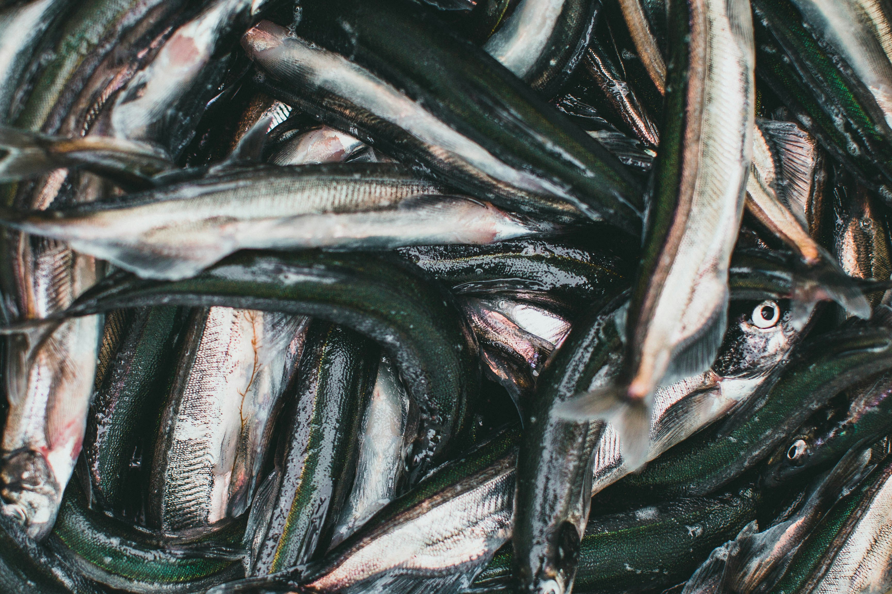 Black and silver fish on blue textile photo – Free Animal Image on Unsplash