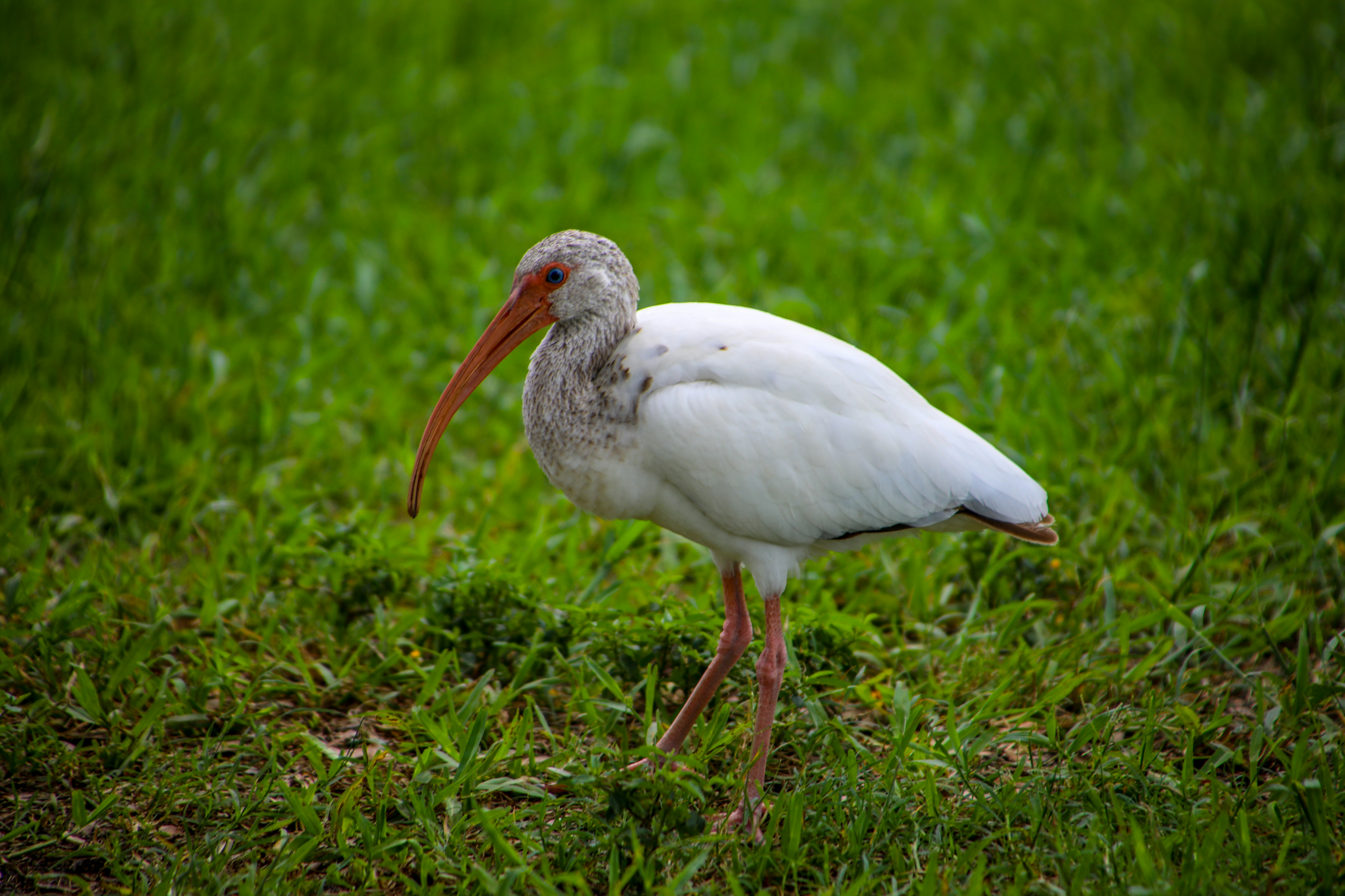 White ibis foraging on lush green grass, showcasing its long beak and distinctive plumage.
