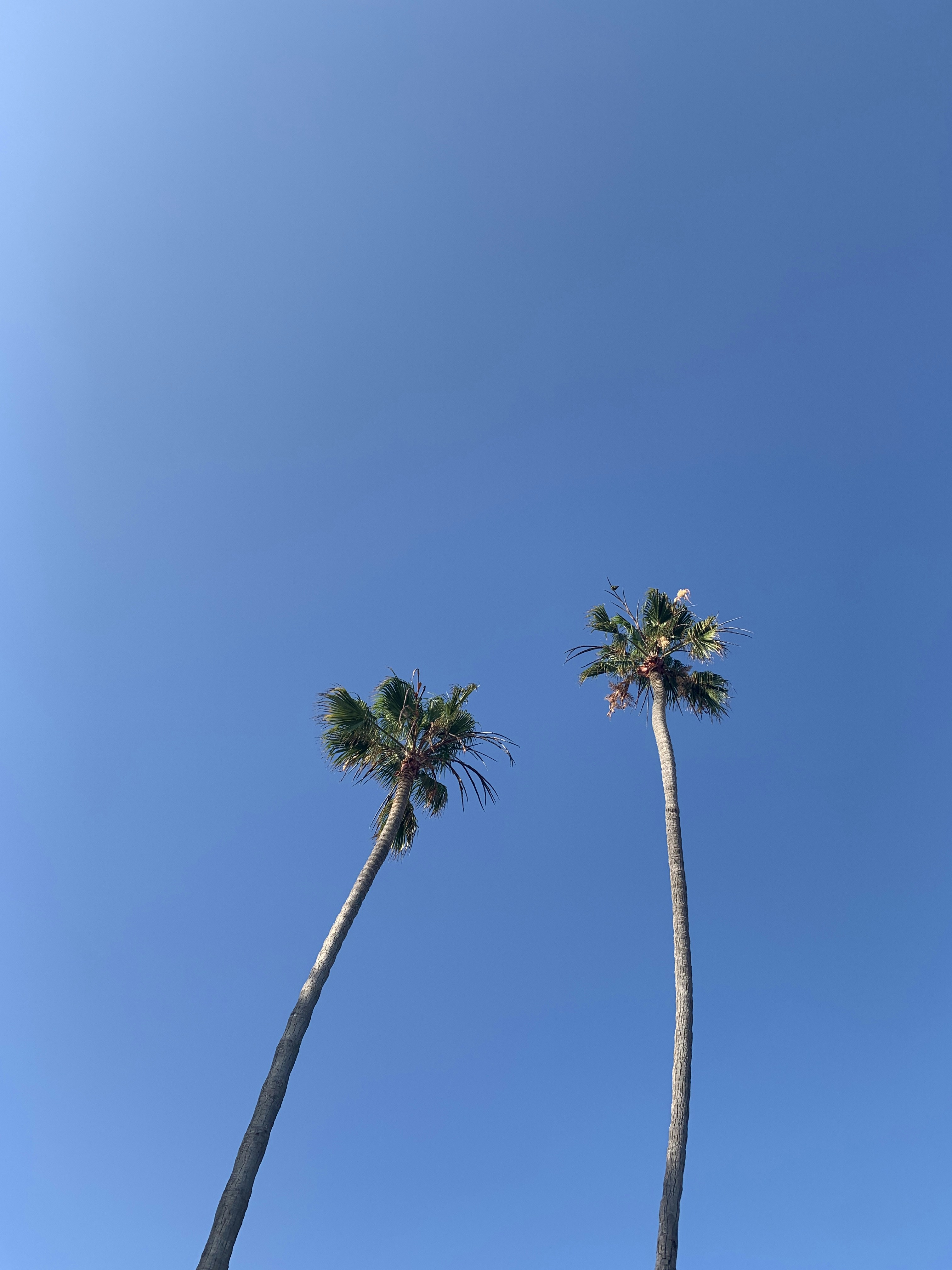 Palm Sentinels Against a Seamless Sky