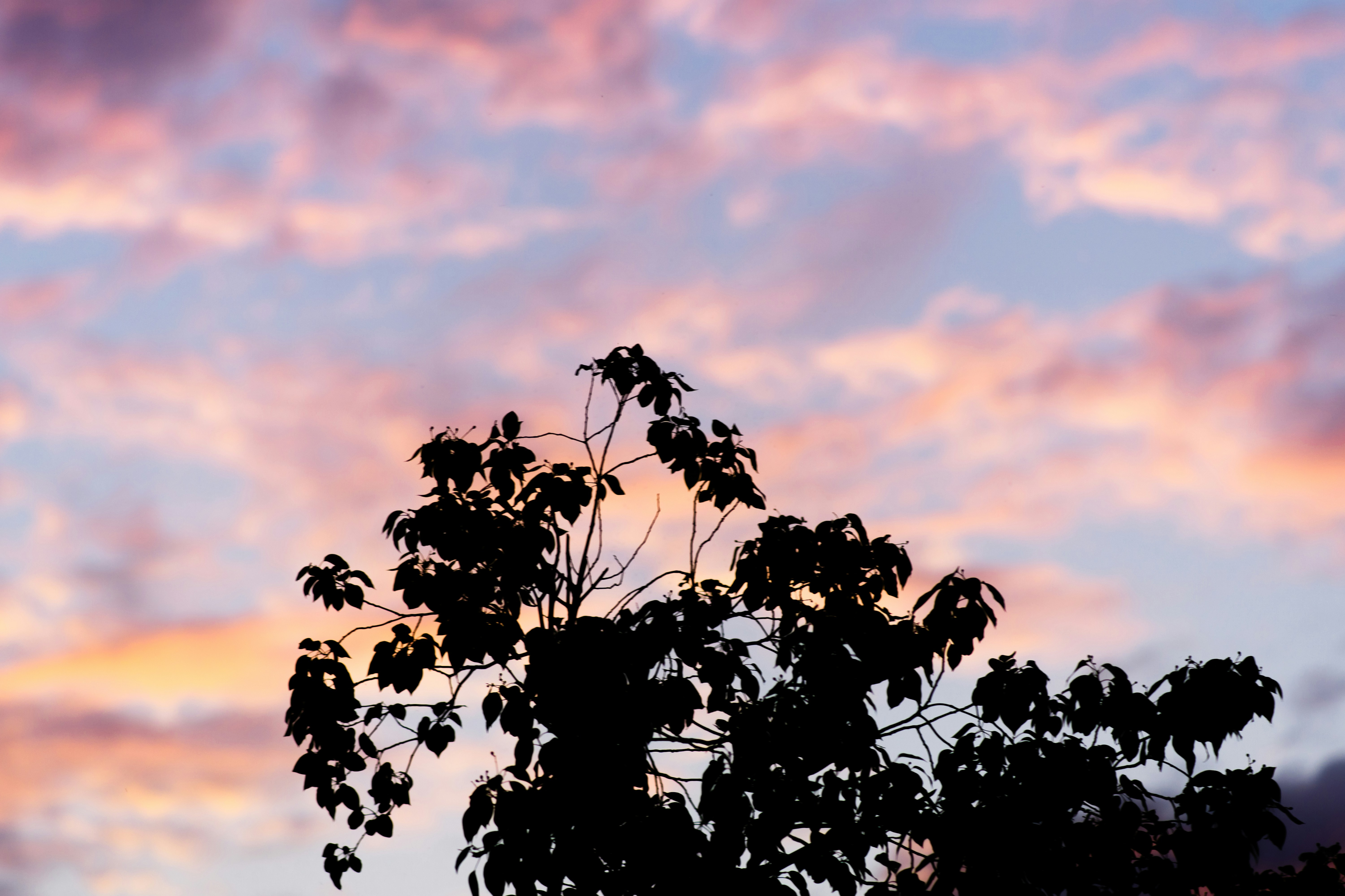 Silhouette of a tree against a vibrant twilight sky, showcasing a blend of soft pinks and purples.
