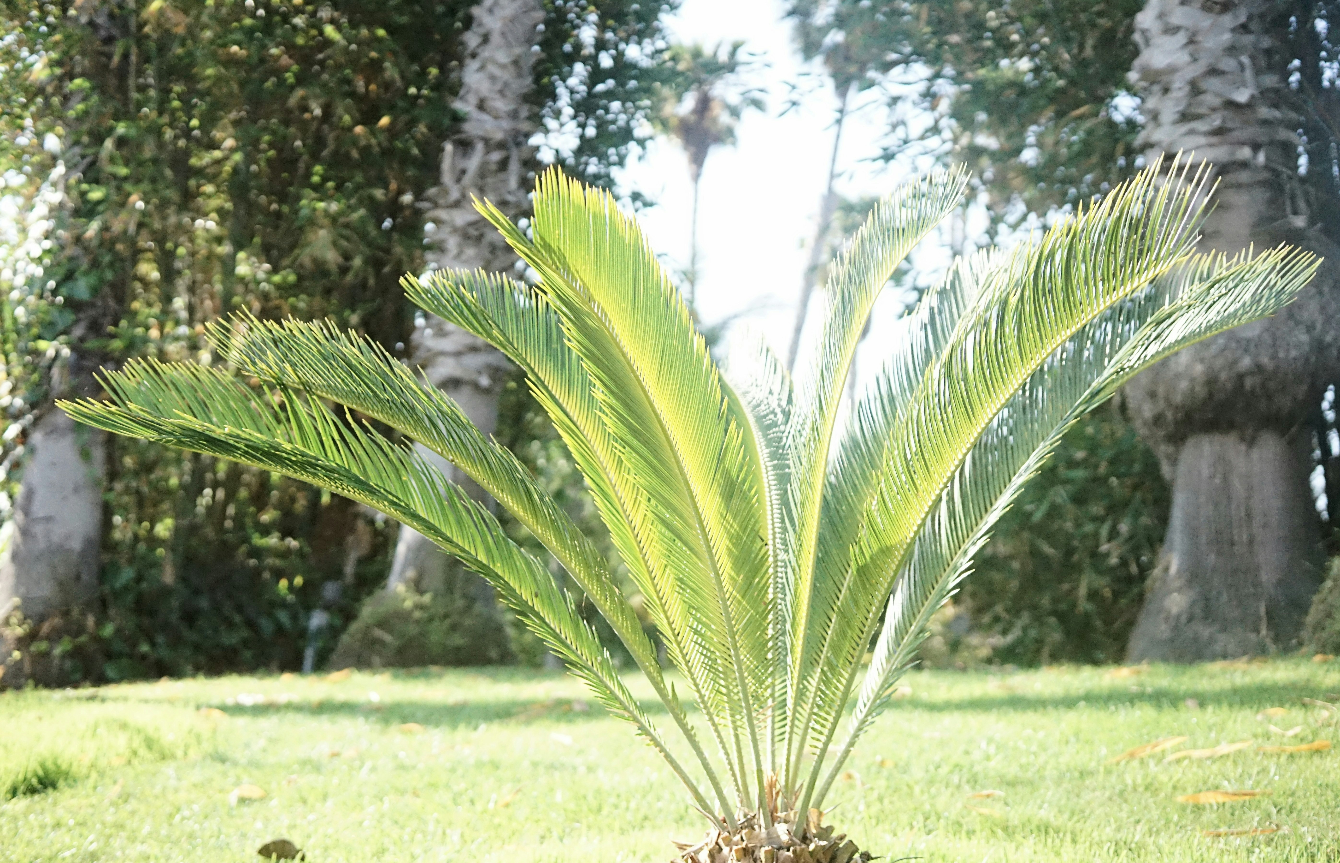 Sunlit Palm Crown Framing a Quiet Garden