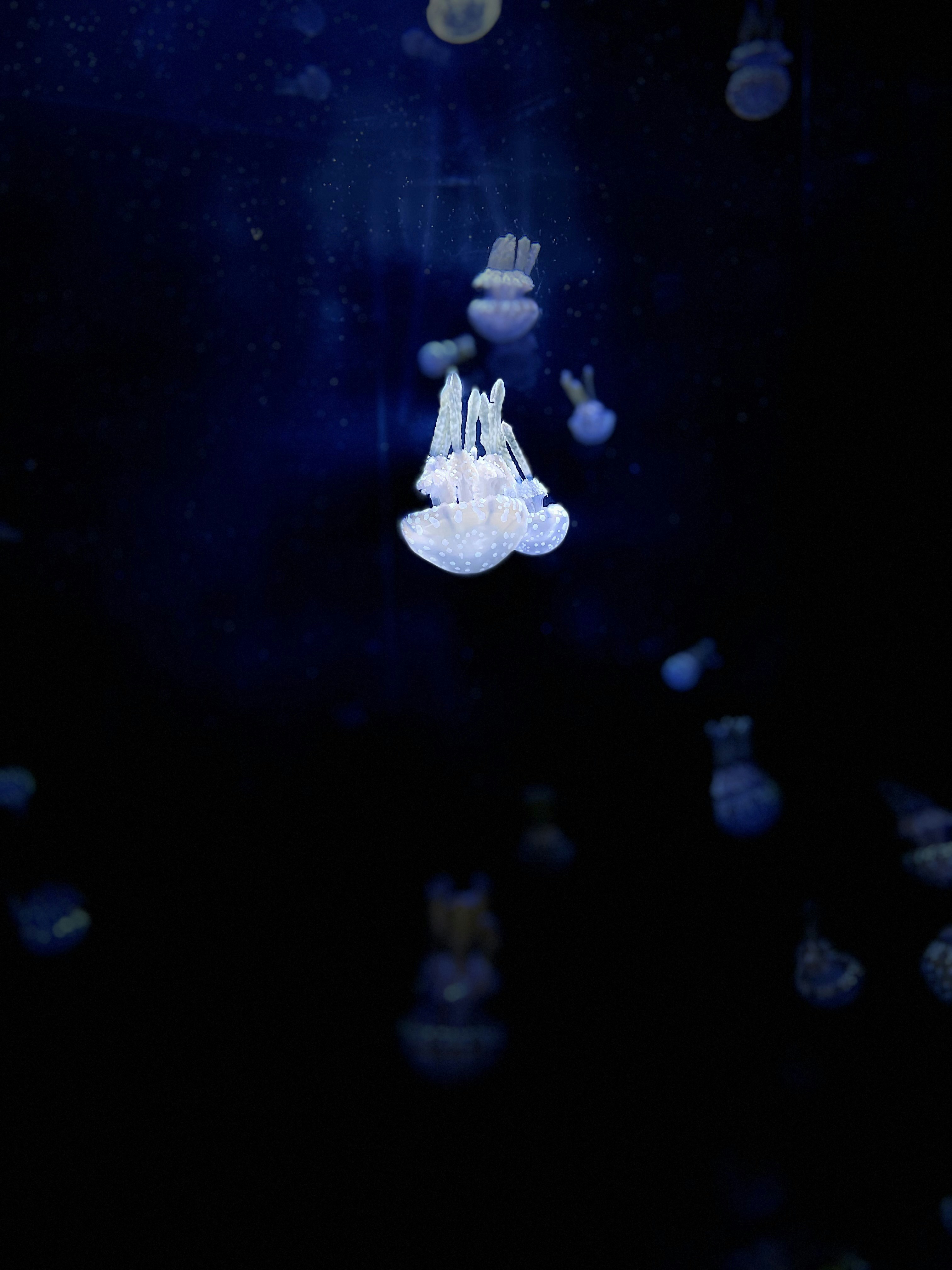 Midnight Drift: Jellyfish Lanterns in a Cobalt Abyss
