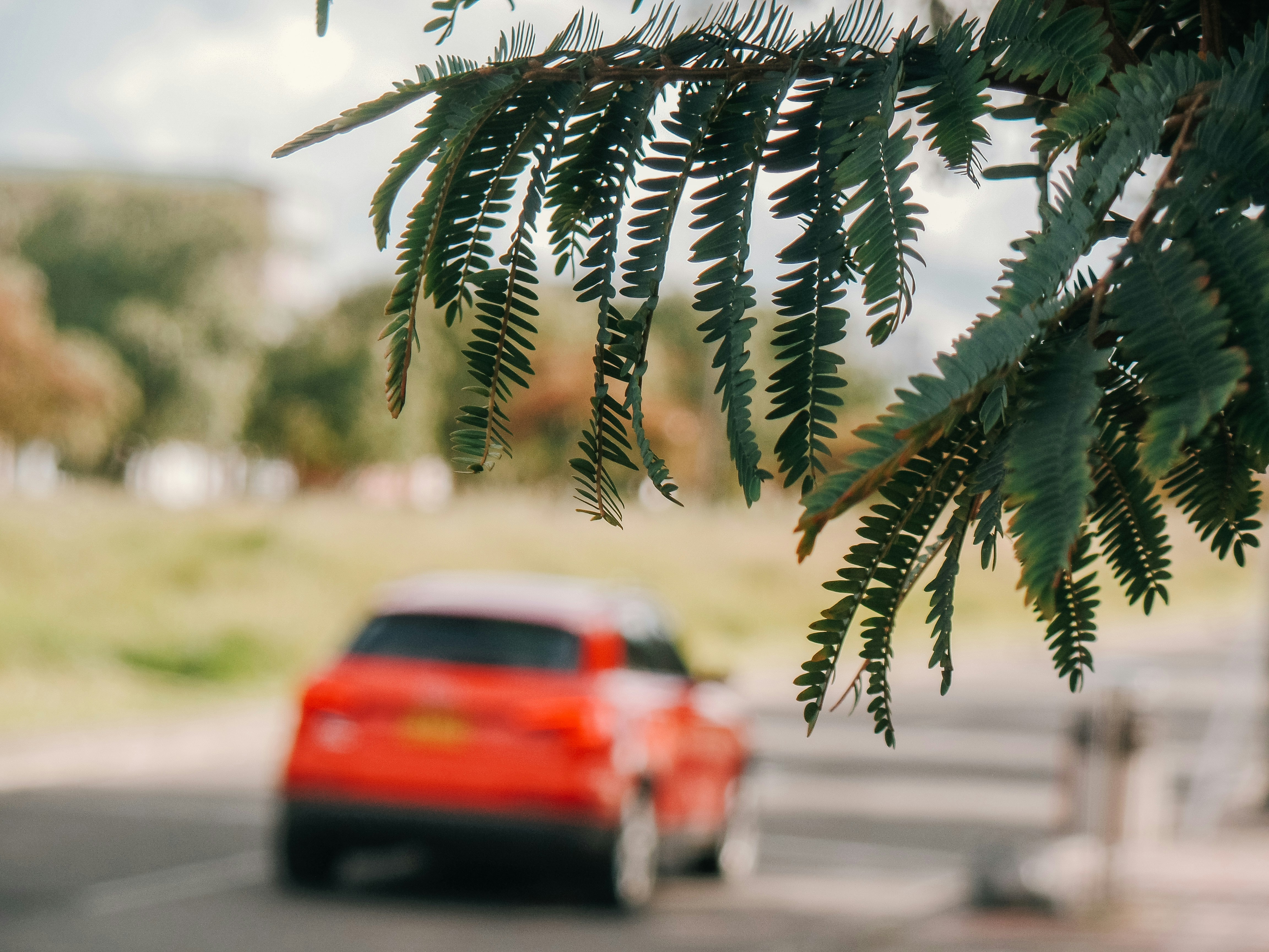 Lush green leaves frame a blurred red car driving on a city street, blending urban life with natural elements.