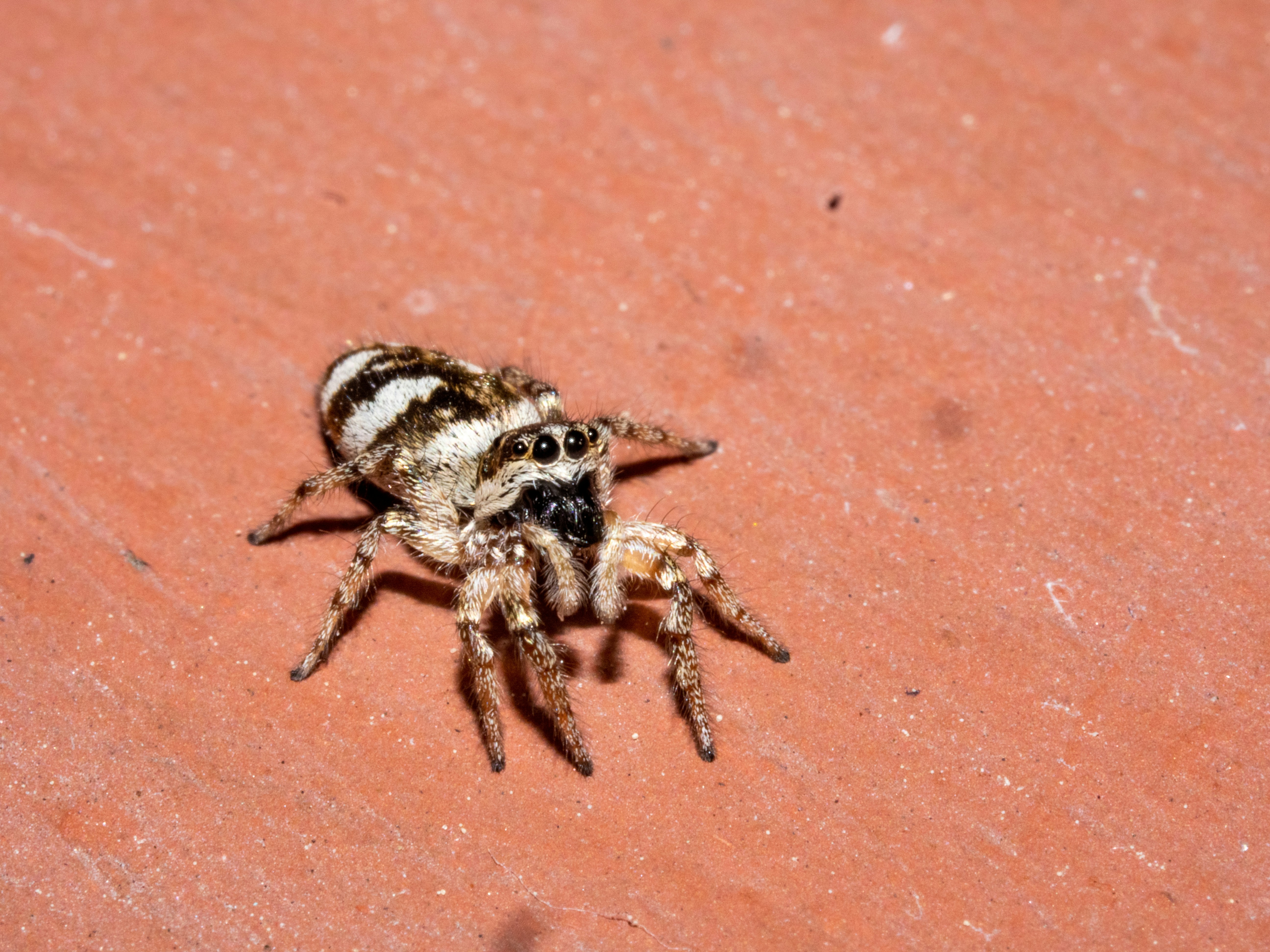 Zebra jumping spider on wood