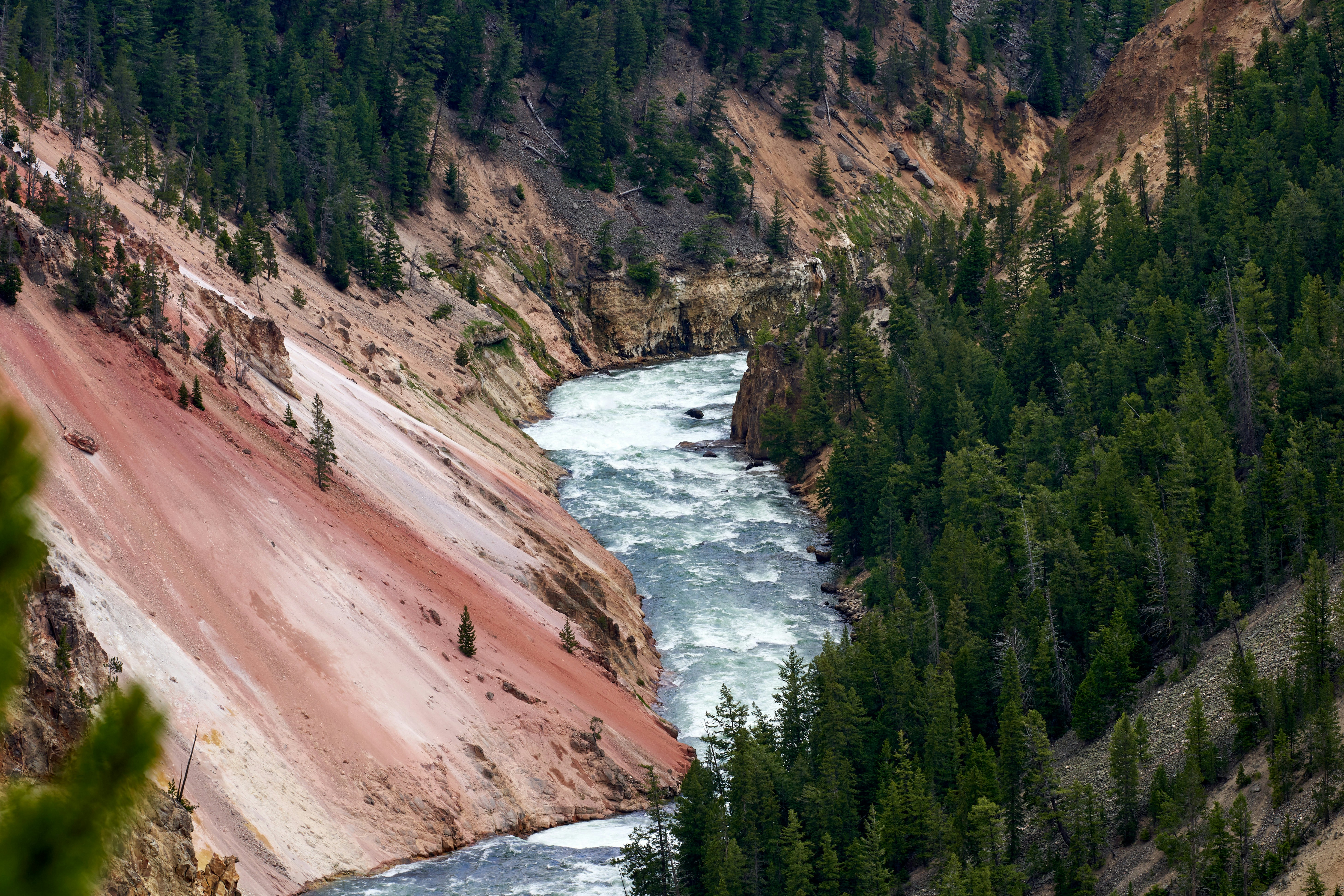 Green pine trees near river during daytime photo – Free United states ...