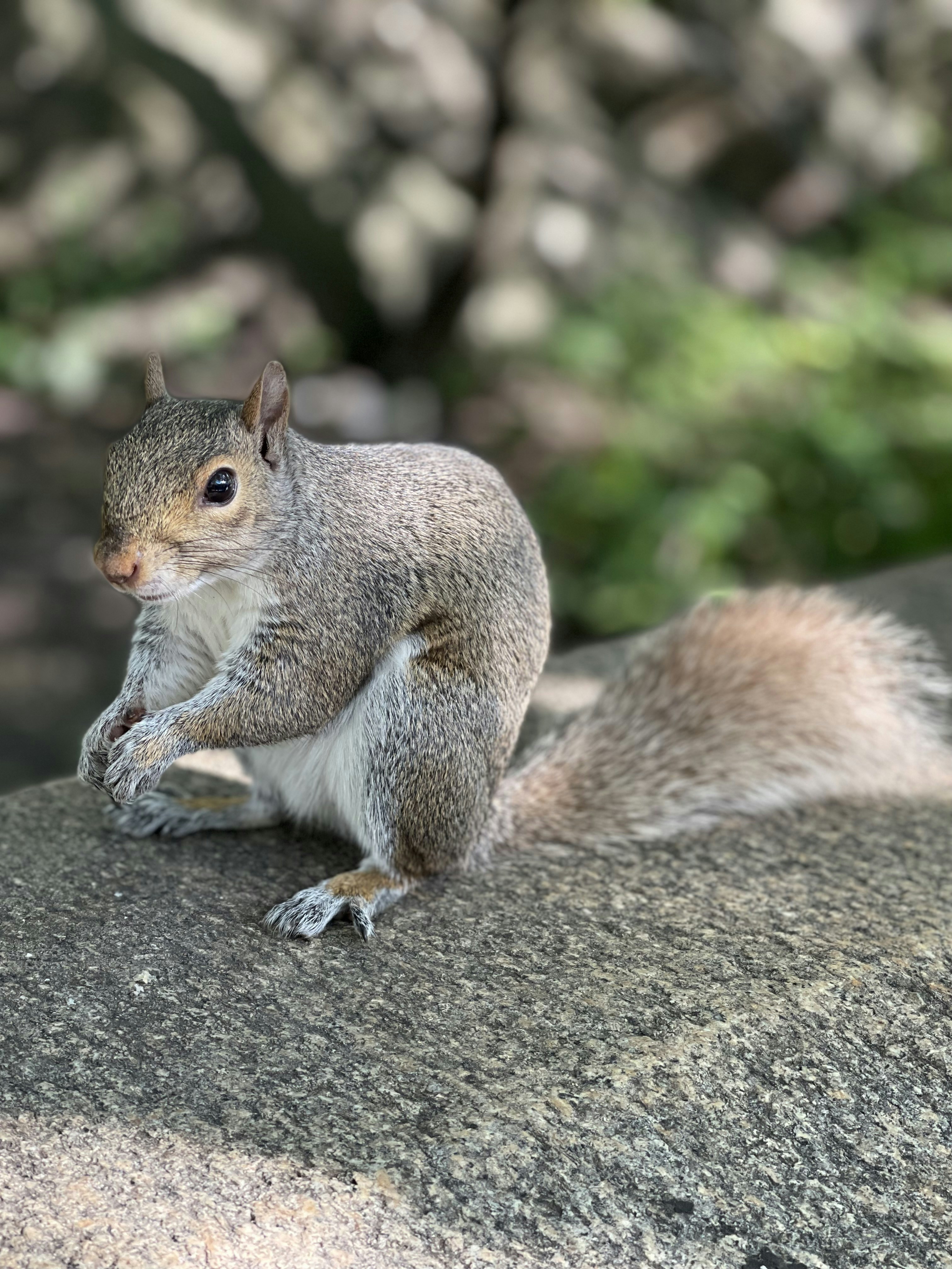 NYC squirrel 
