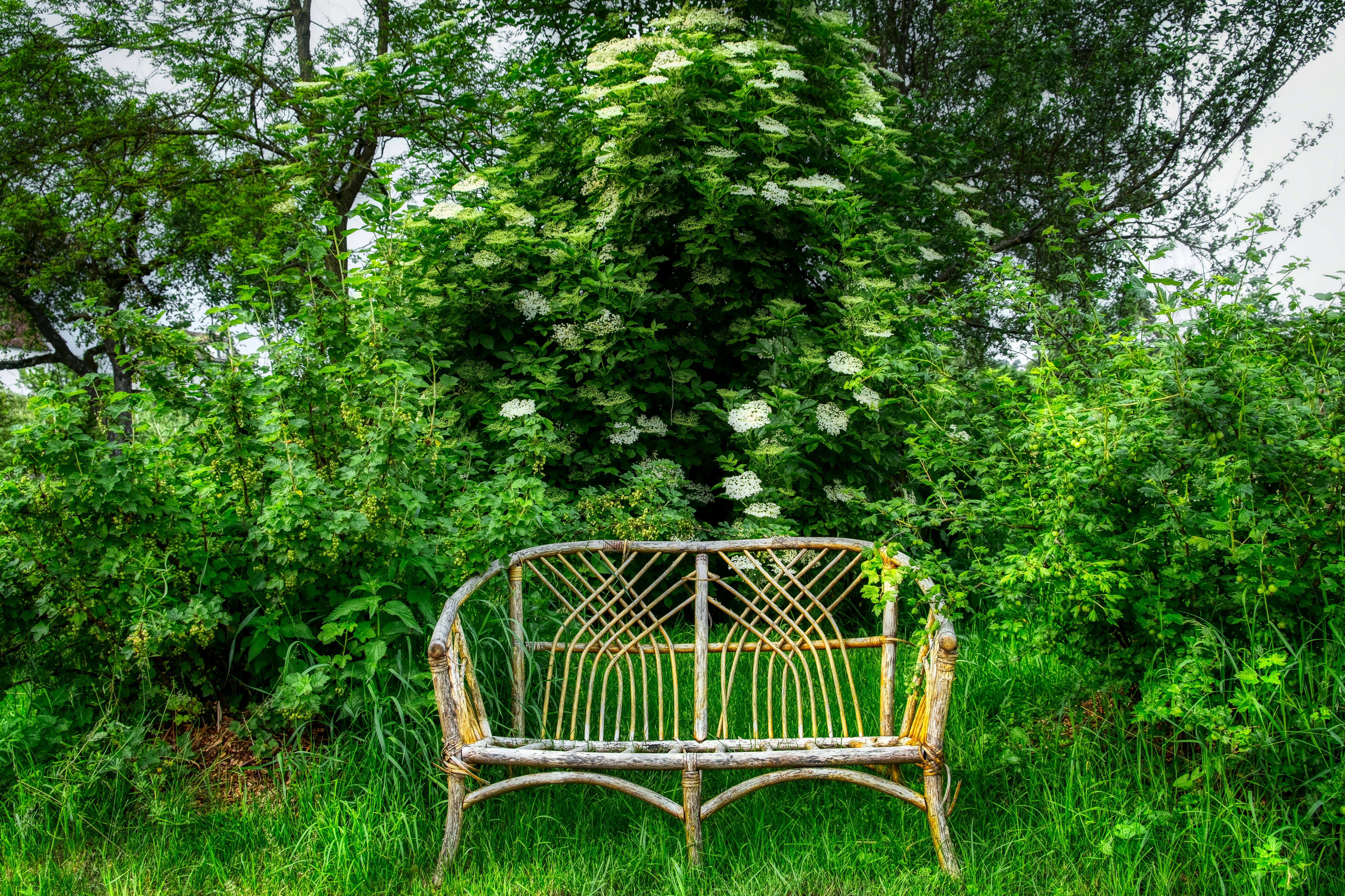 Weathered bench surrounded by lush greenery and vibrant foliage, inviting moments of reflection.