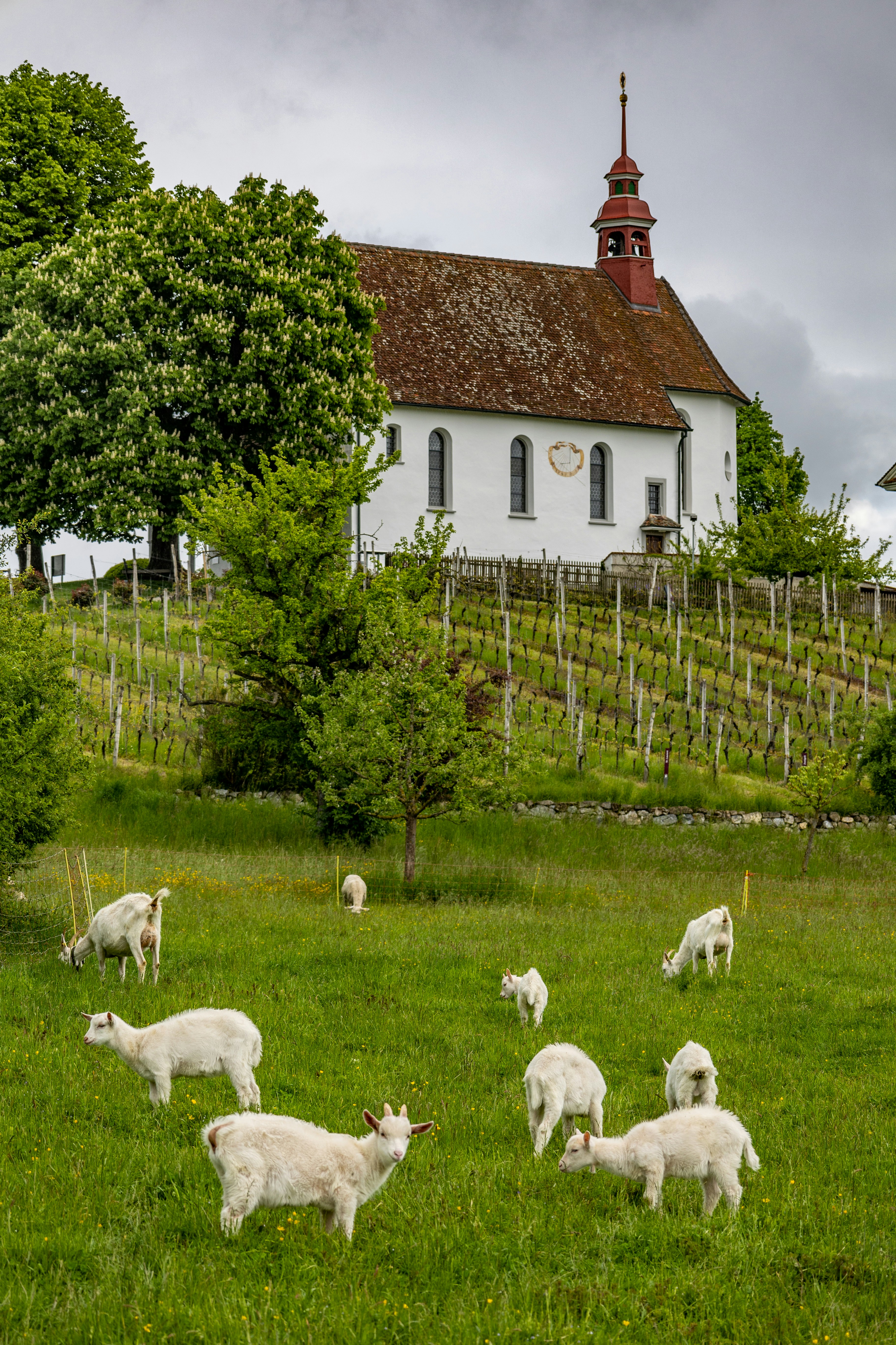 Hilltop Chapel Over a Vineyard, with Grazing Goats