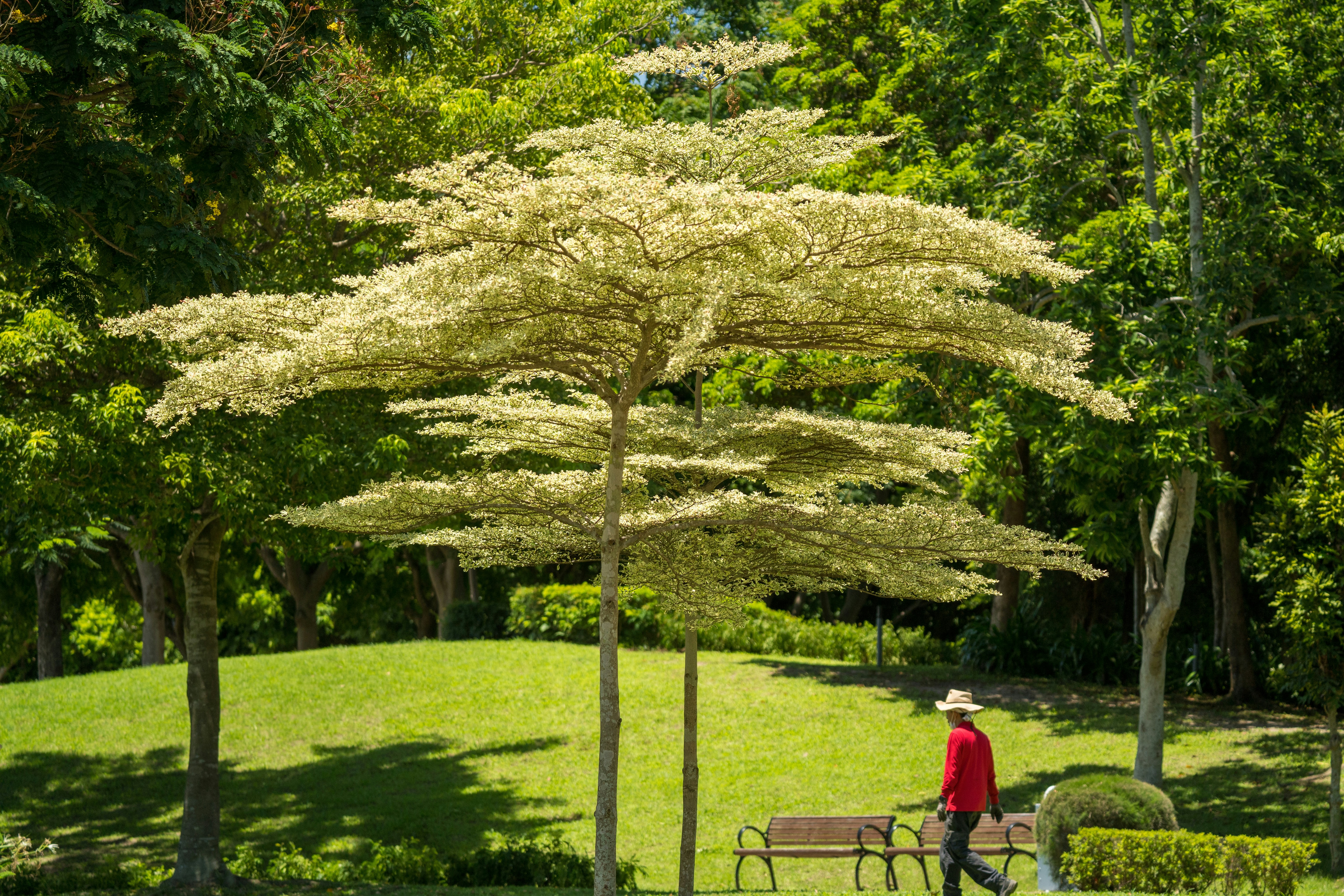 Pale-Leaf Canopy and a Quiet Red-Jacket Stroll in Afternoon Light