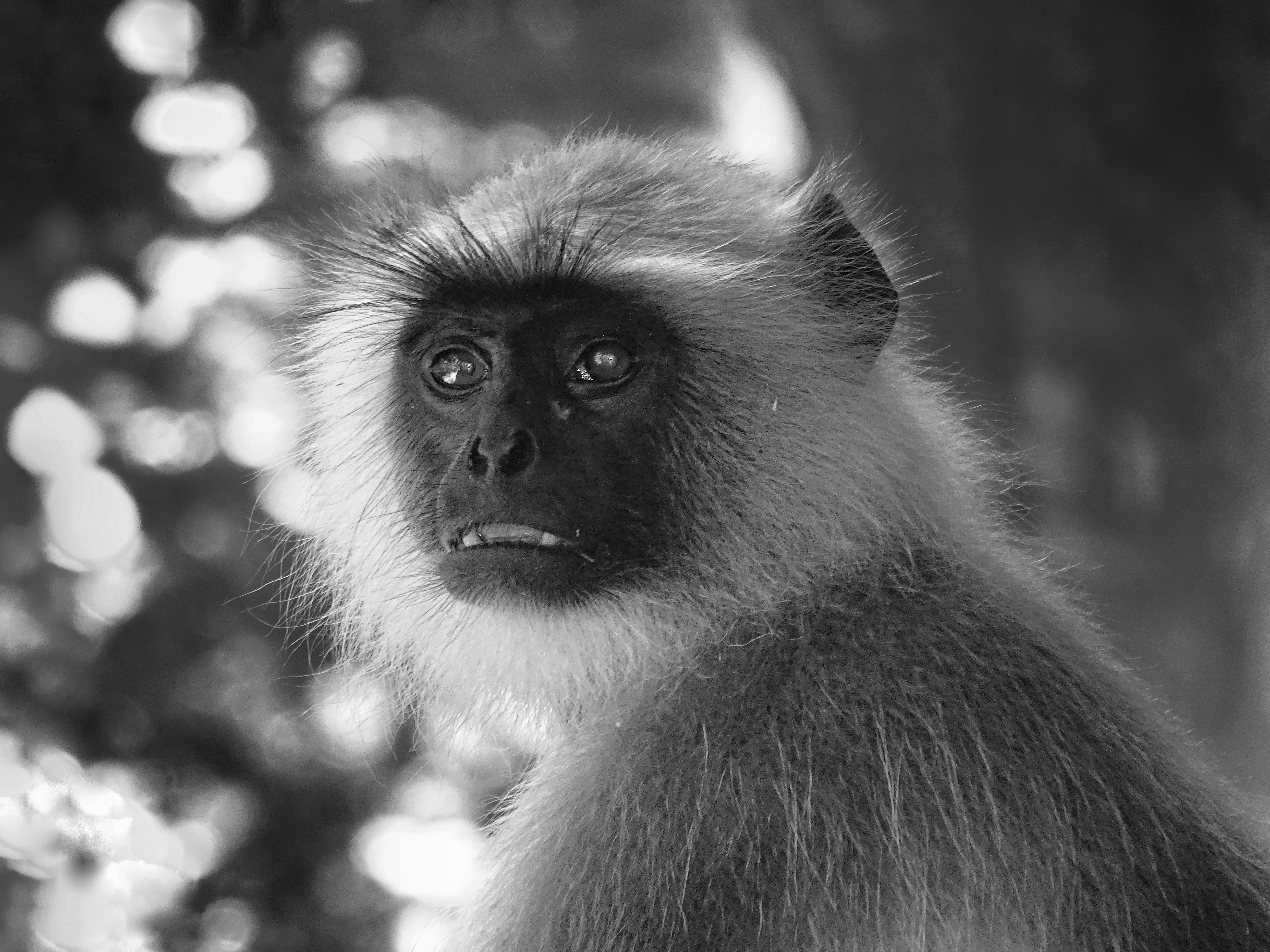 Grayscale photo of monkey near tree photo – Free Monkey Image on Unsplash