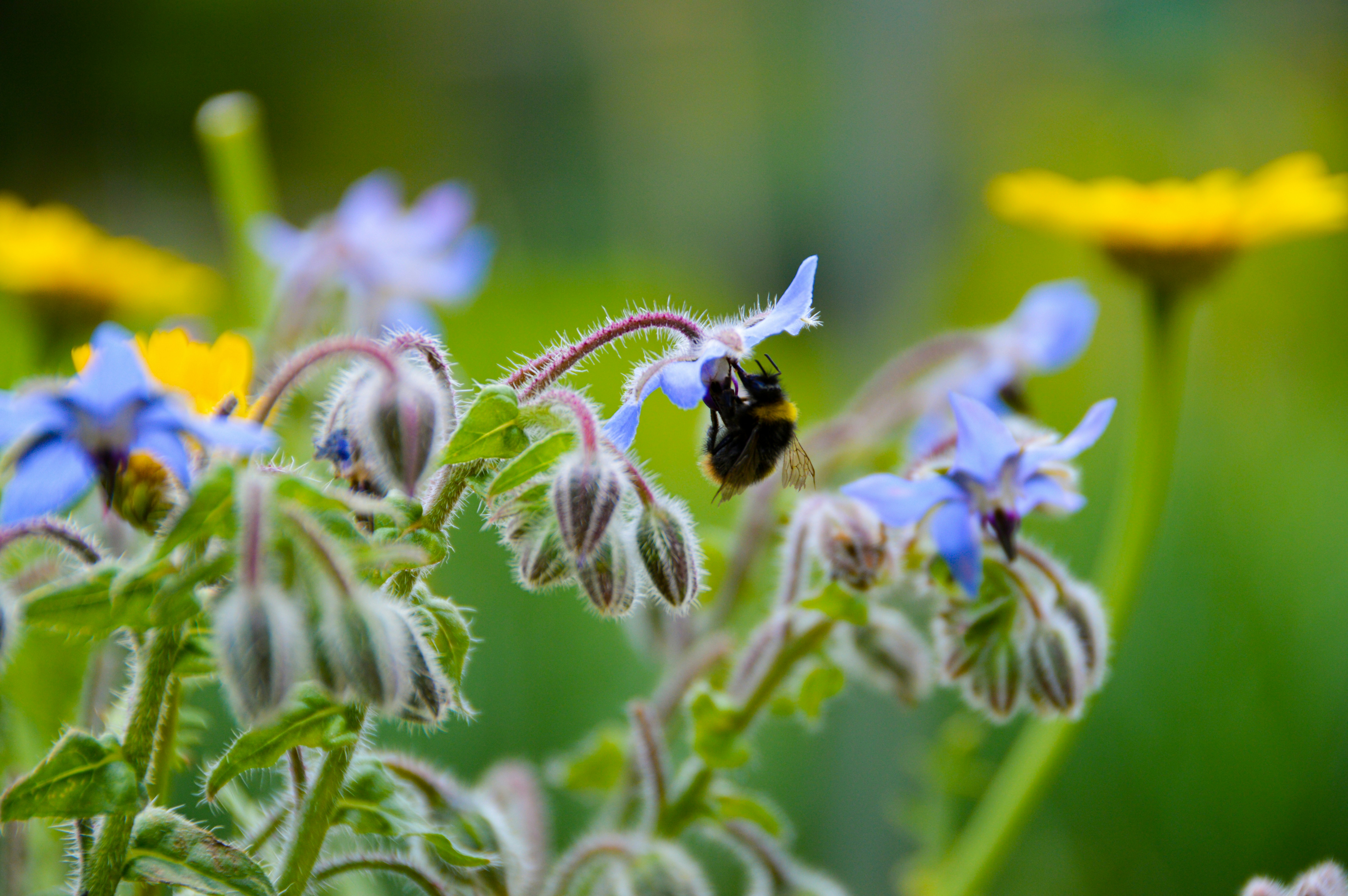 Bumblebee hovering near delicate blue flowers in a vibrant garden setting. Yellow blooms provide a colorful backdrop.