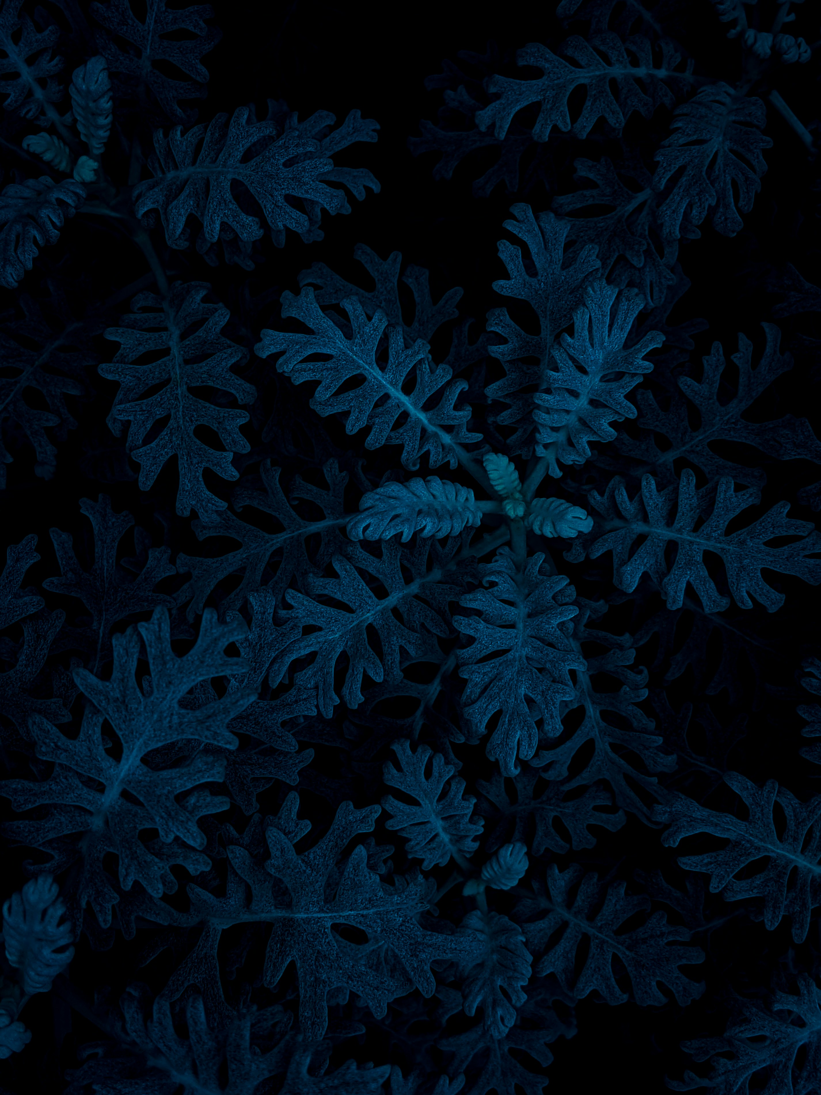 Close-up of densely packed blue fern fronds with intricate venation, captured in low light.
