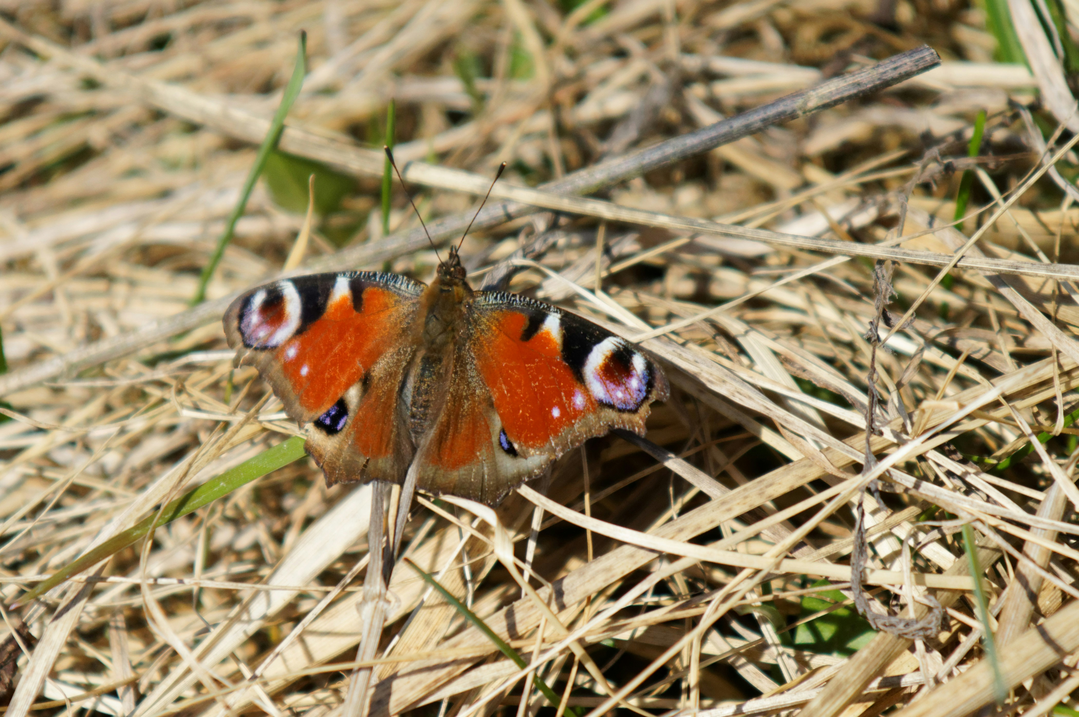 Scarlet Wings Among Straw: A Peacock Butterfly at Rest