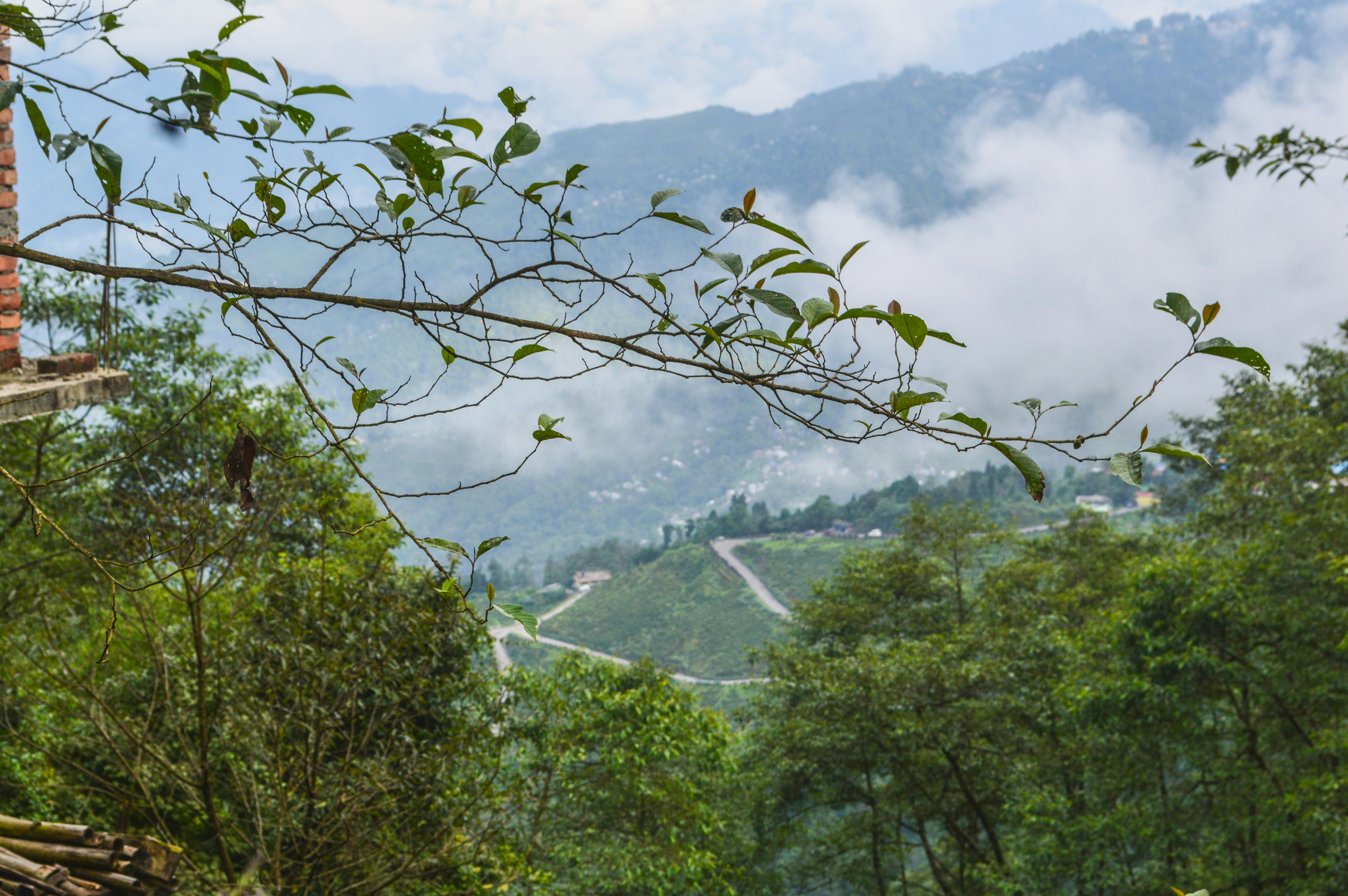 Green trees and mountains during daytime photo – Free Darjeeling Image ...