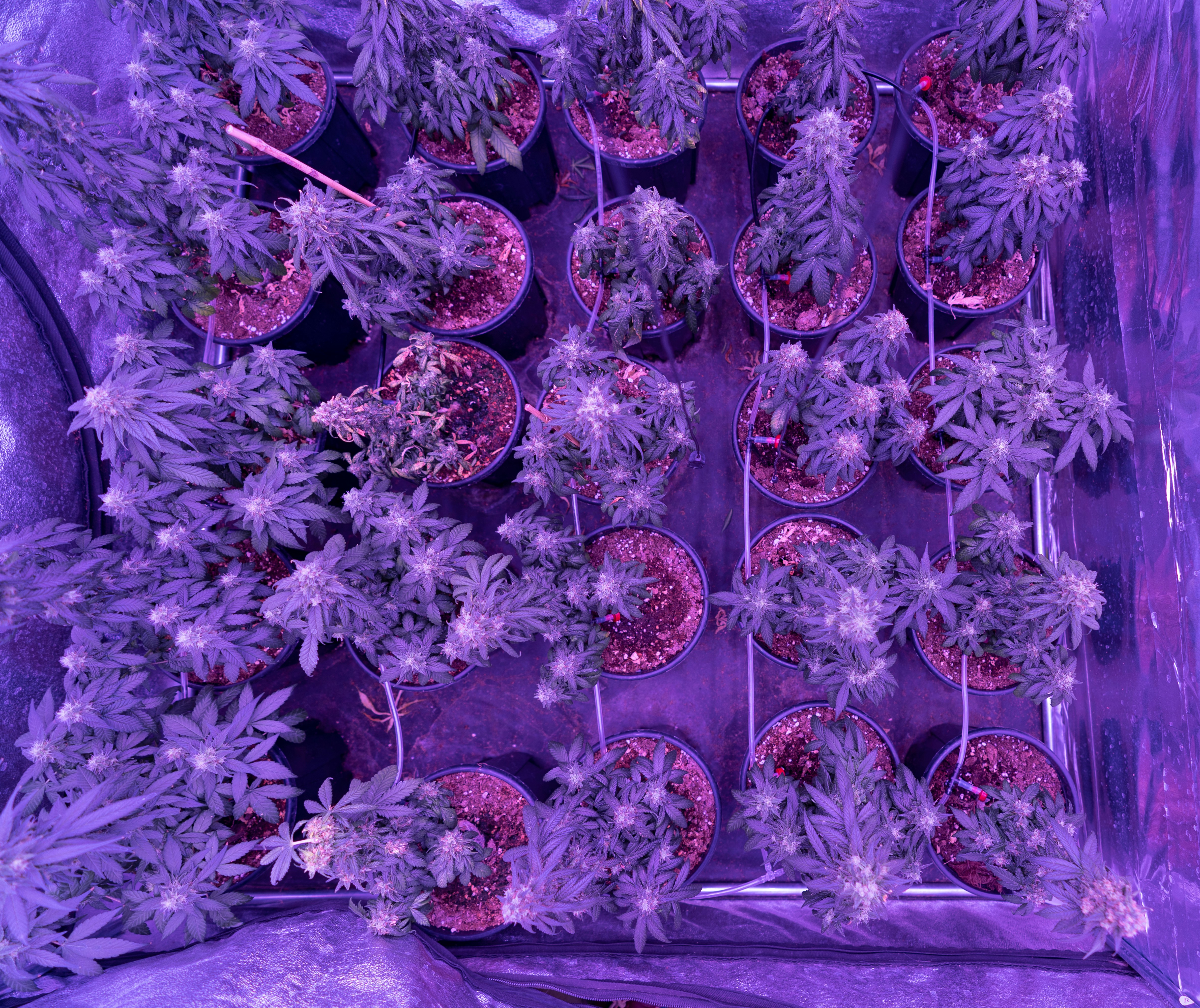 Neon Canopy: Top-Down Grid of Seedlings Under Purple Grow Lights